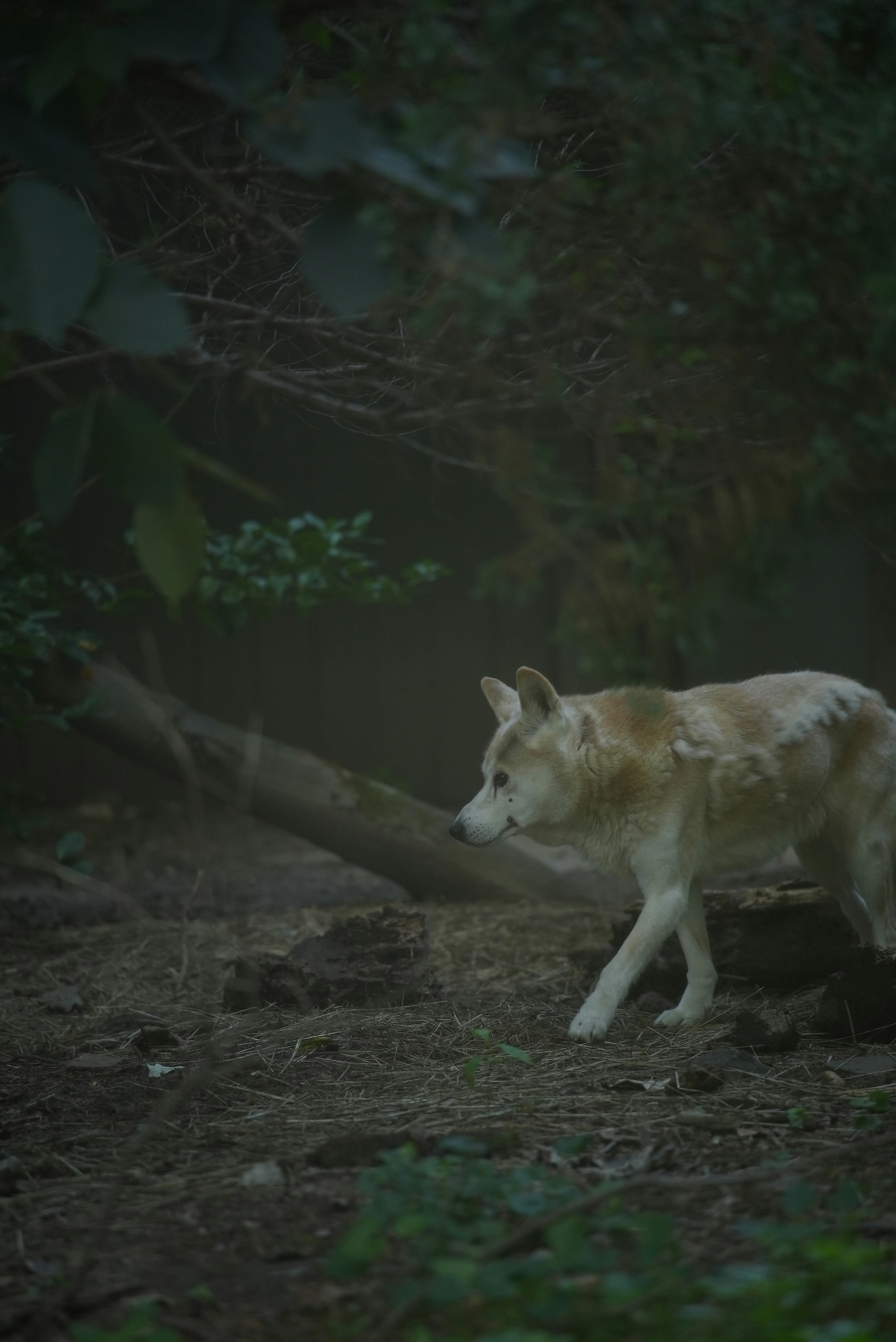 Low-contrast Wanderer: A Lone Wolf in Quiet Dusk