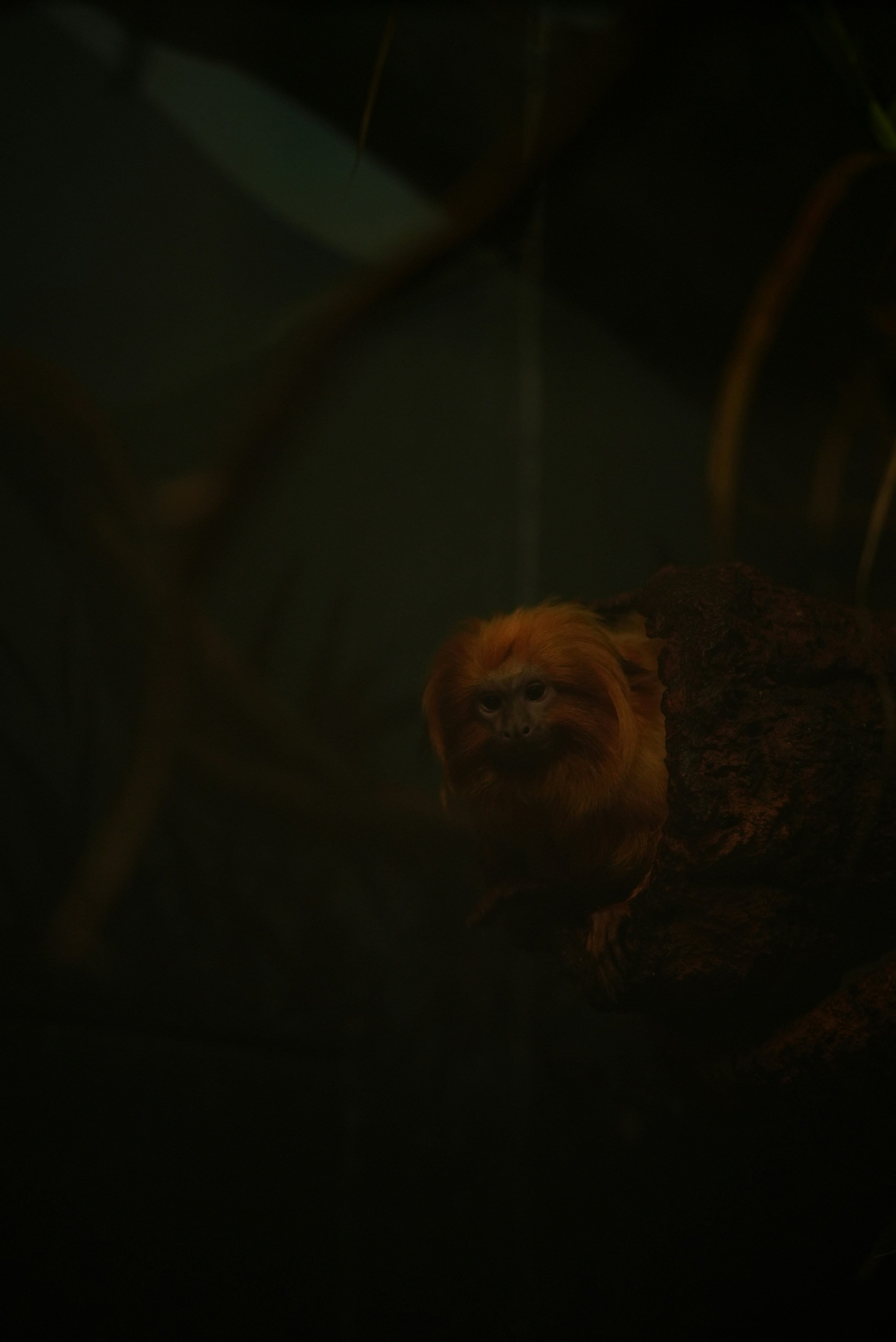 Whisper of Night: A Primordial Gaze in the Gloom