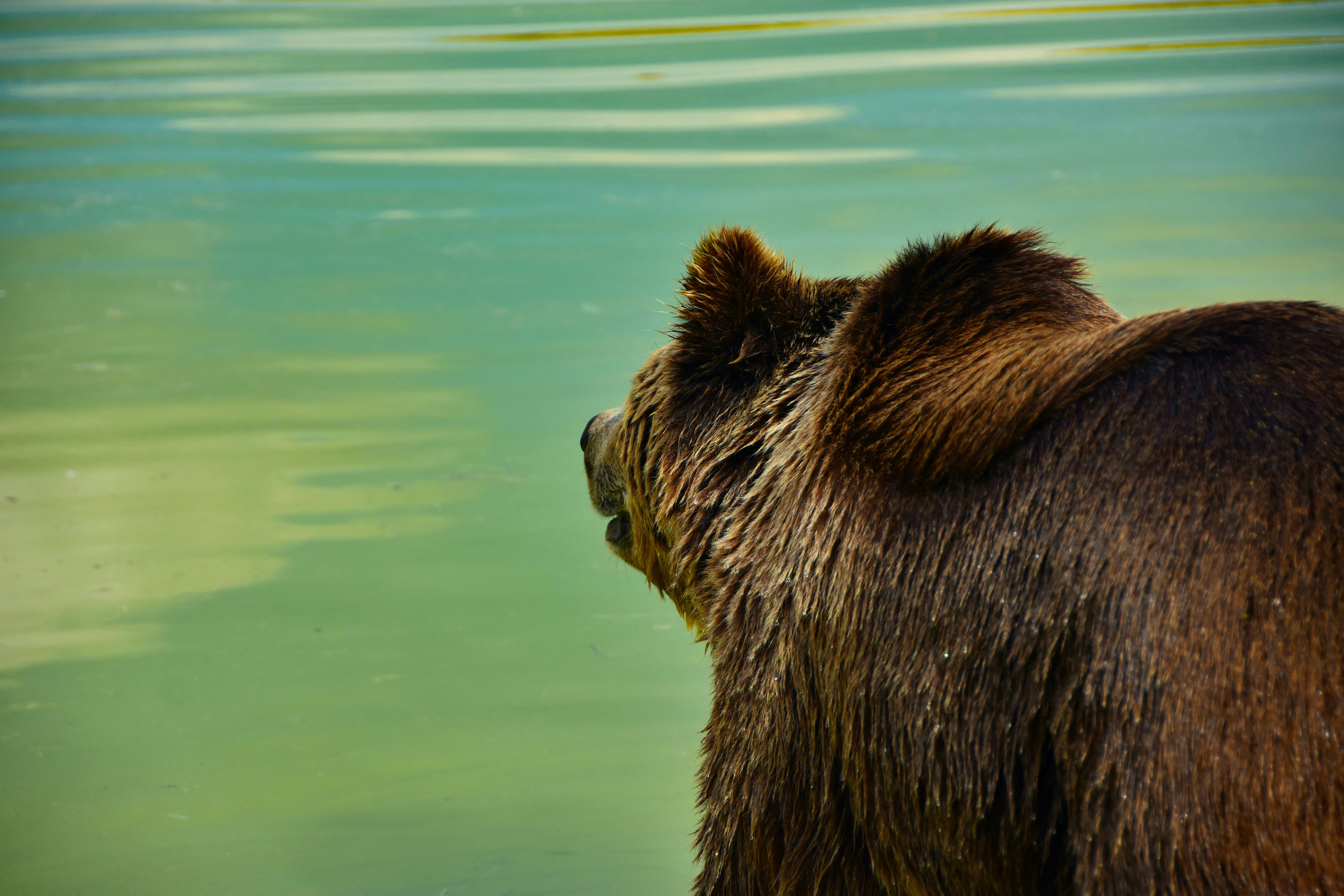 Bear silhouette by a calm, green-tinted water edge; fur texture and shoulder contour in soft light.