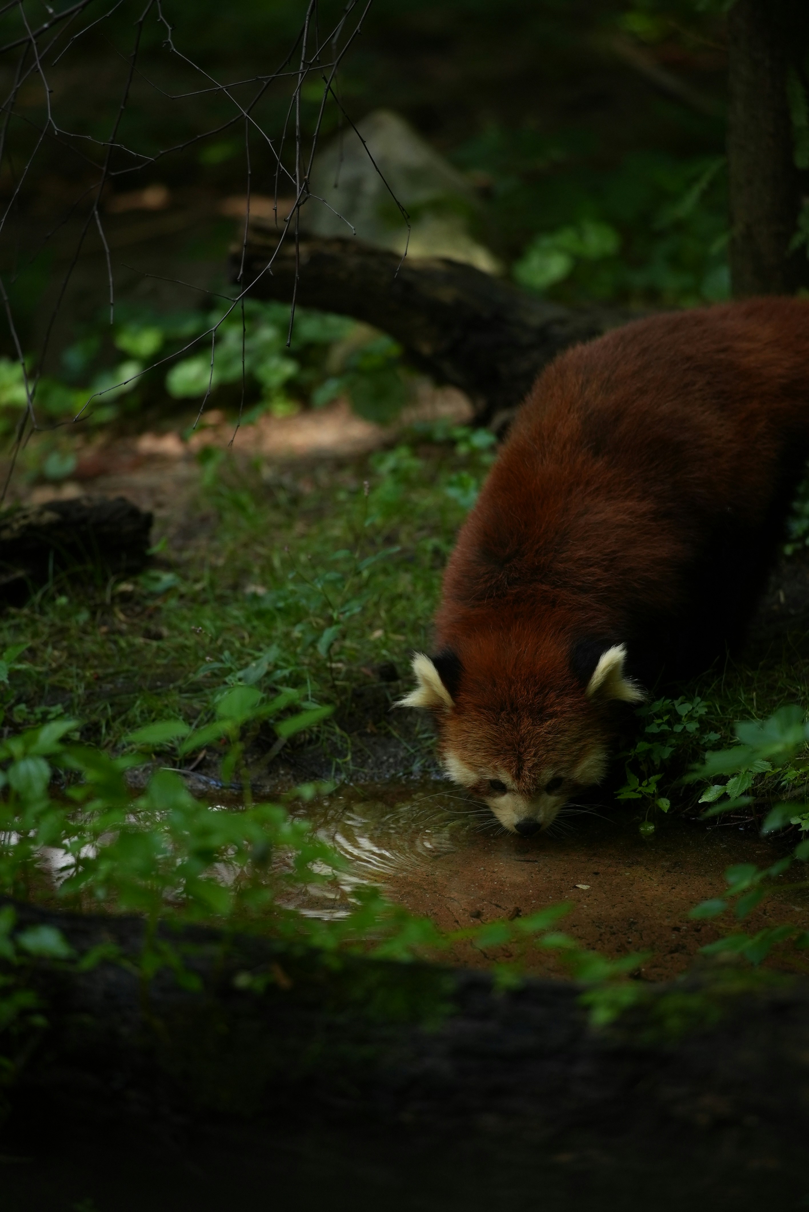 Red Panda at the Watering Hole in Dappled Forest Light