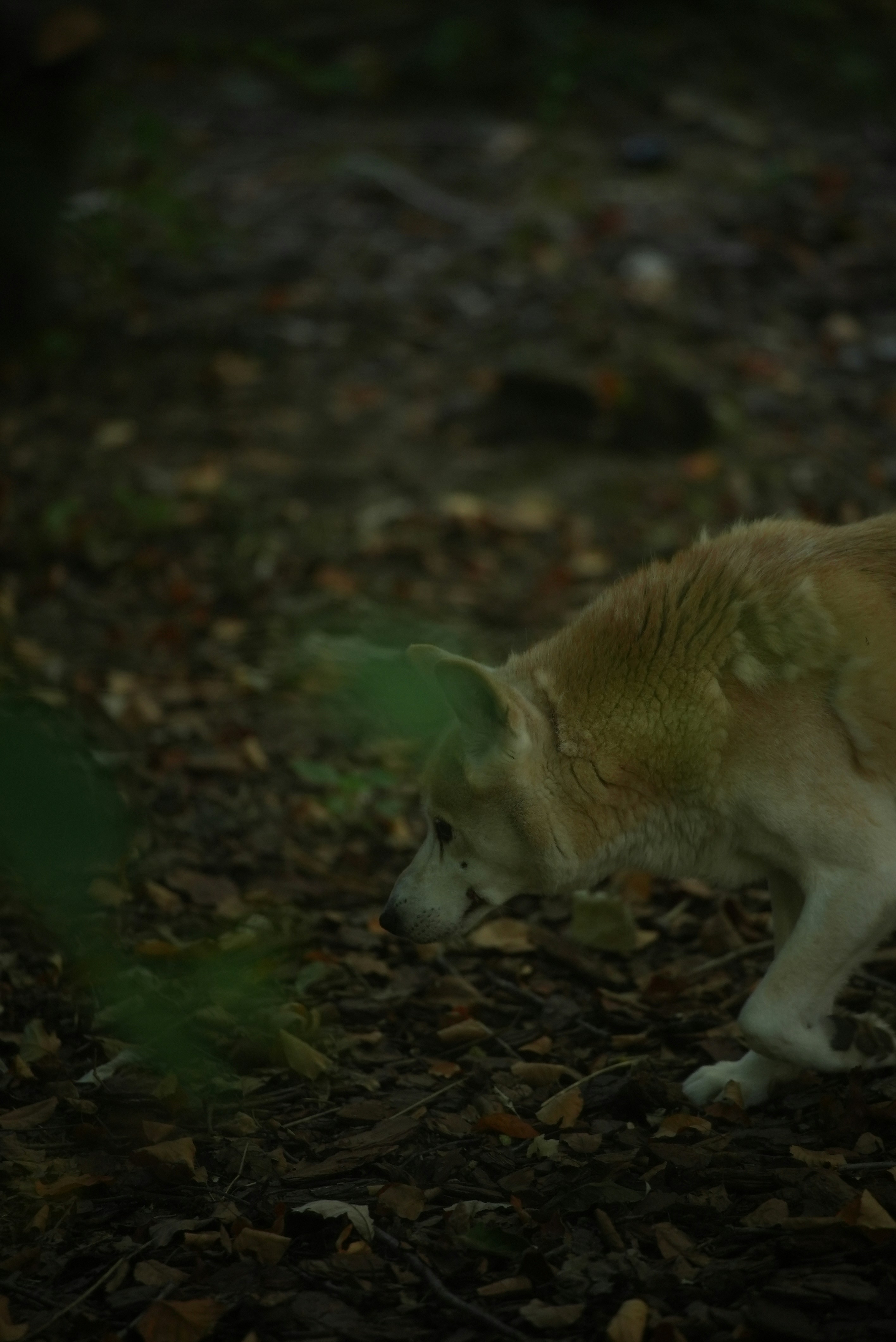 Whisper of the Forest: A Shy Canine in Dappled Light