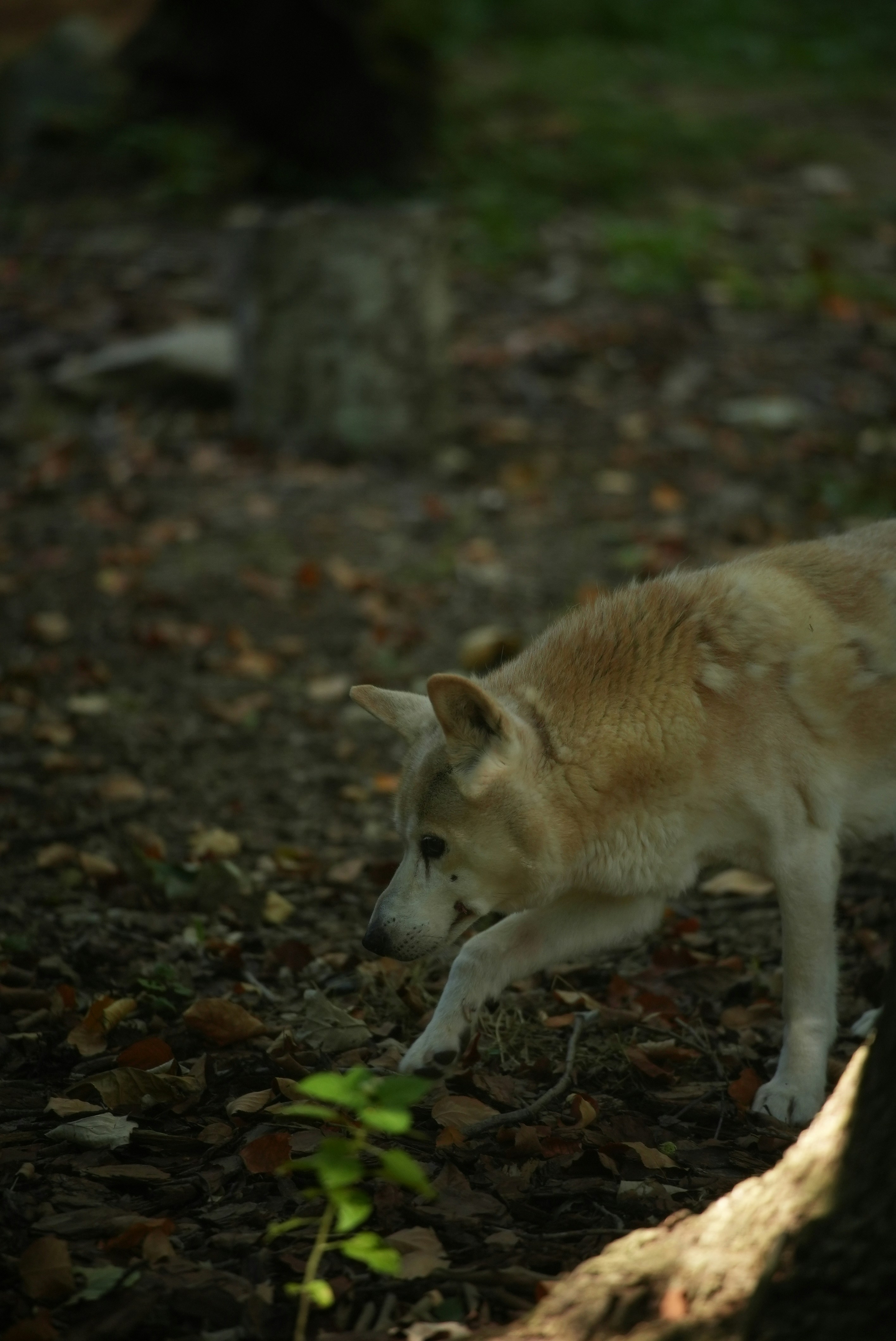Low-Profile Canid in Dappled Forest Light