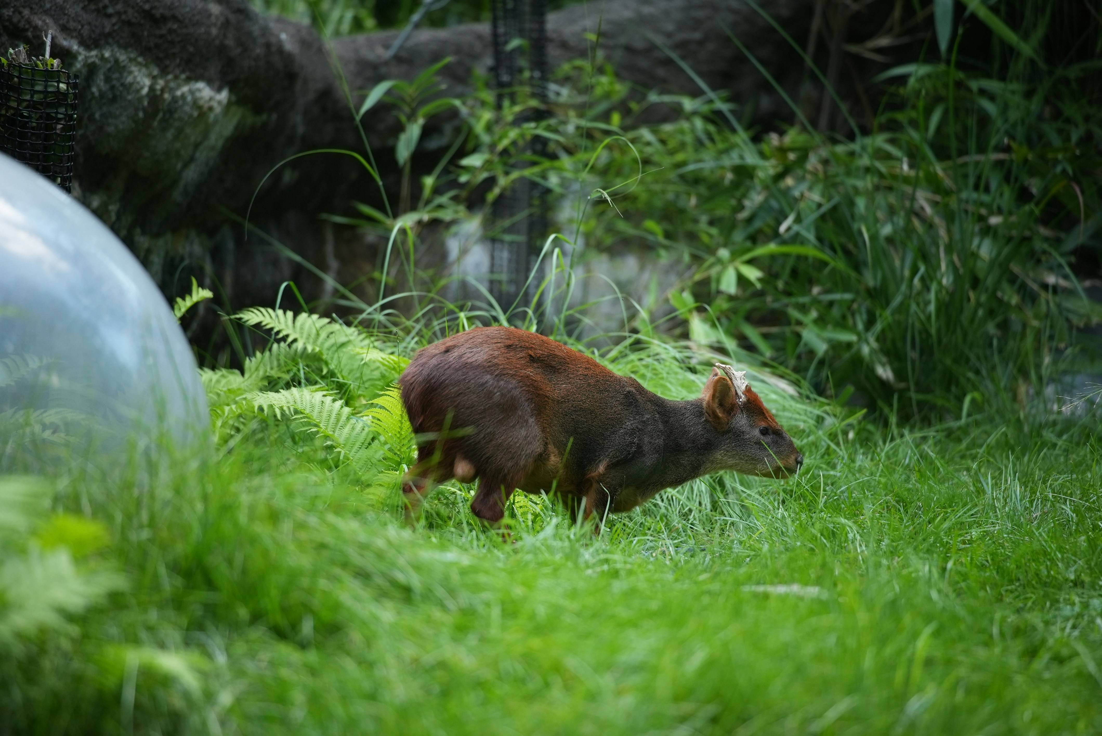 Stealthy Weasel in a Sunlit Green Underbrush