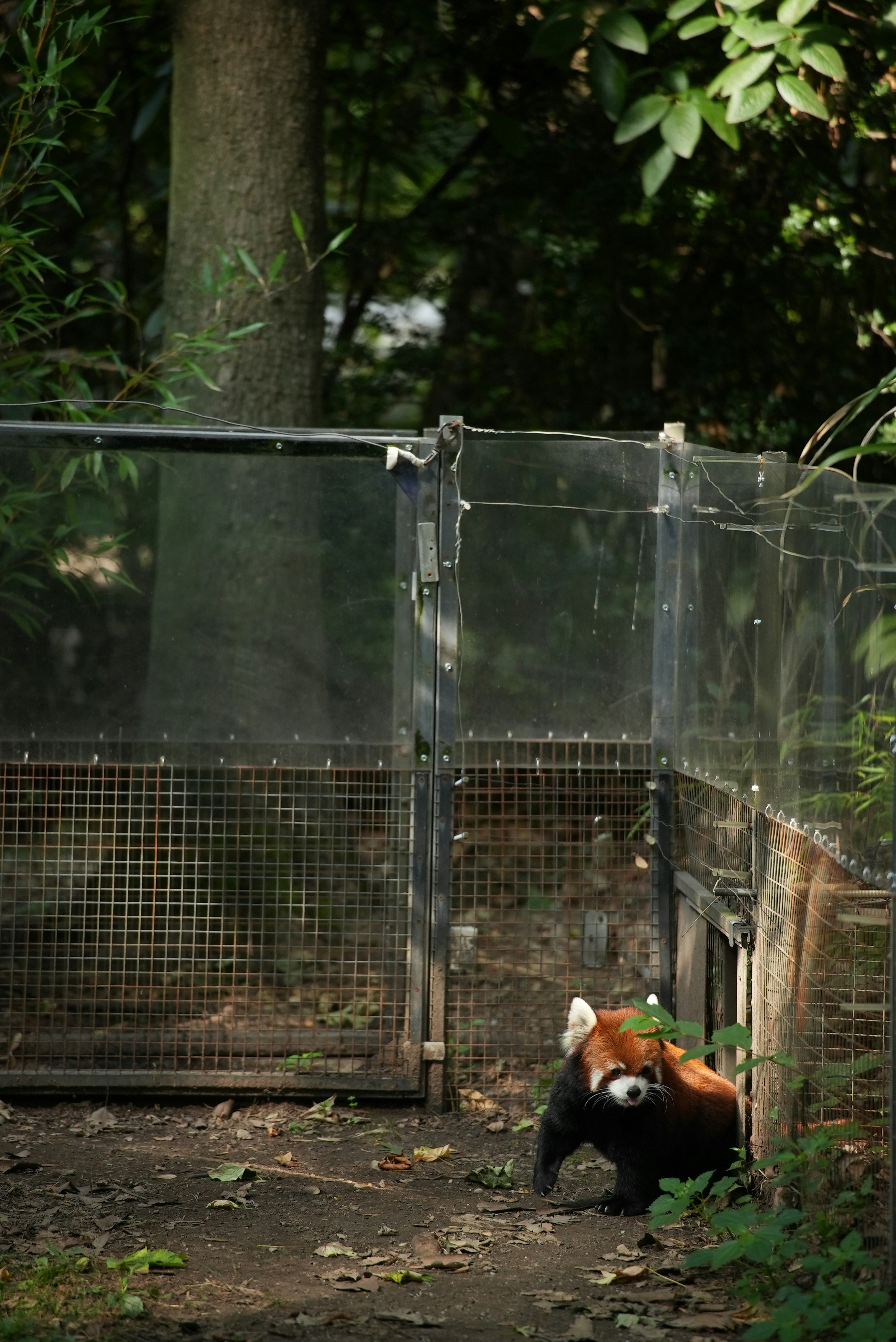 Red Panda at the Far Gate: A Quiet Forest Enclosure