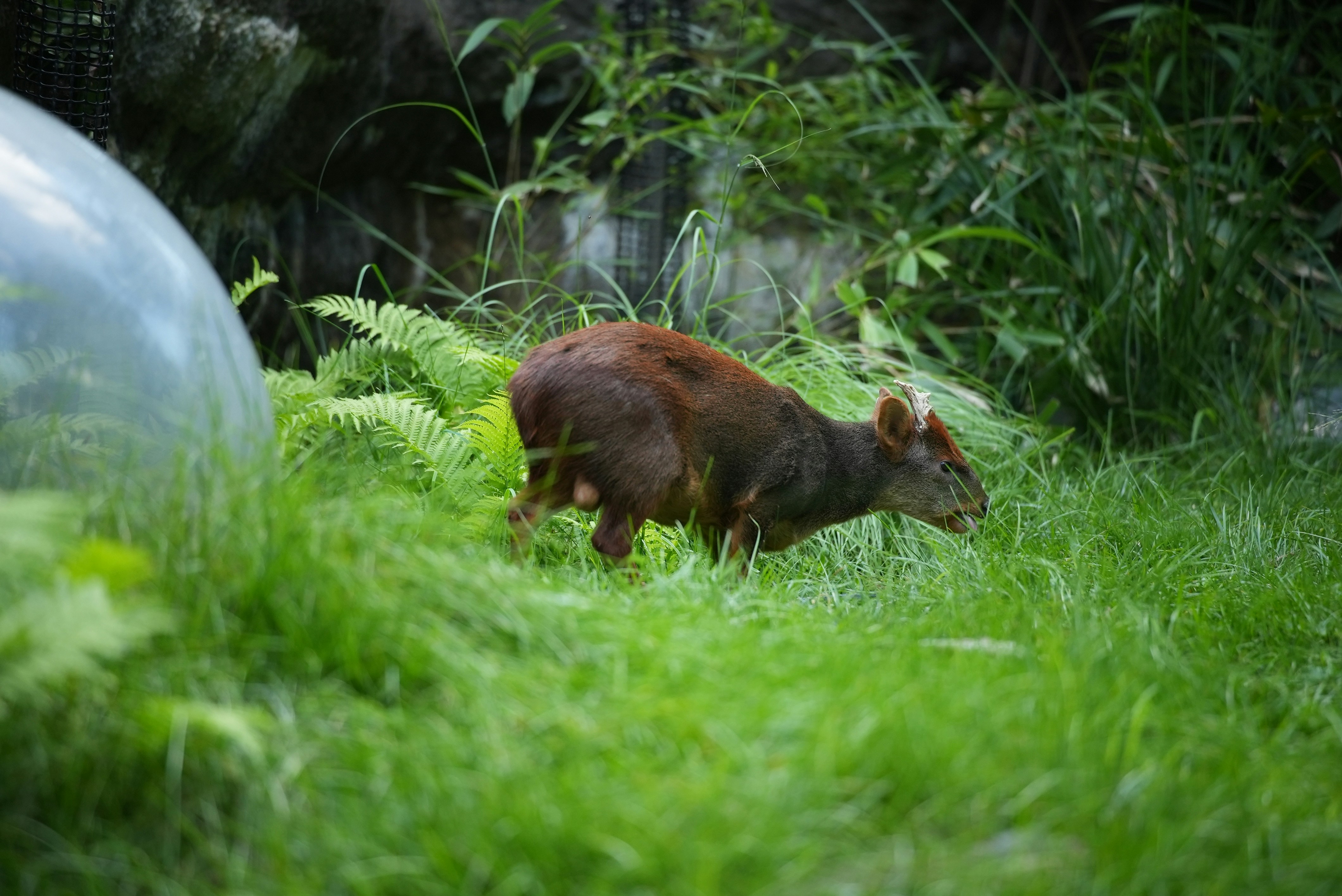 Hidden Forest Stalker: A Rat in Green Shadows