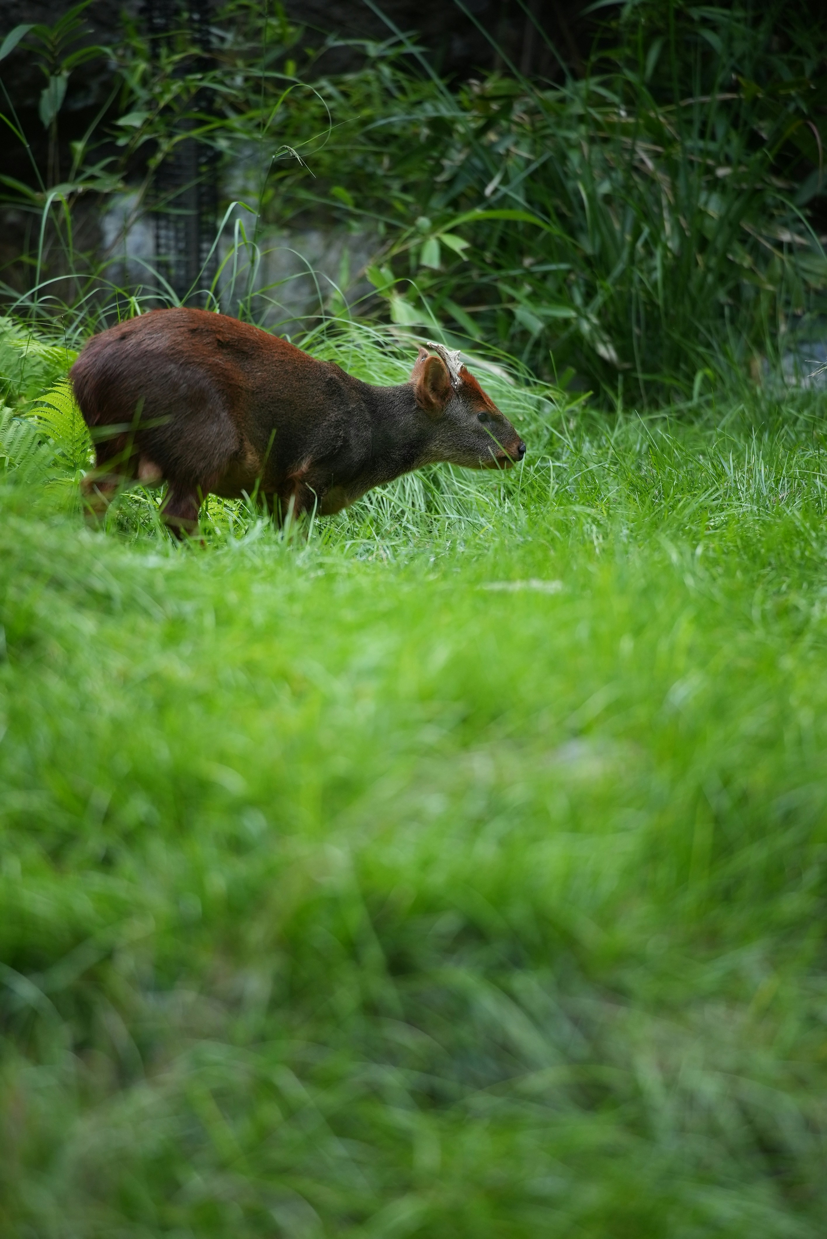 Low-Energy Prowl: A Brush-Toned Weasel Slips Through Summer Grass