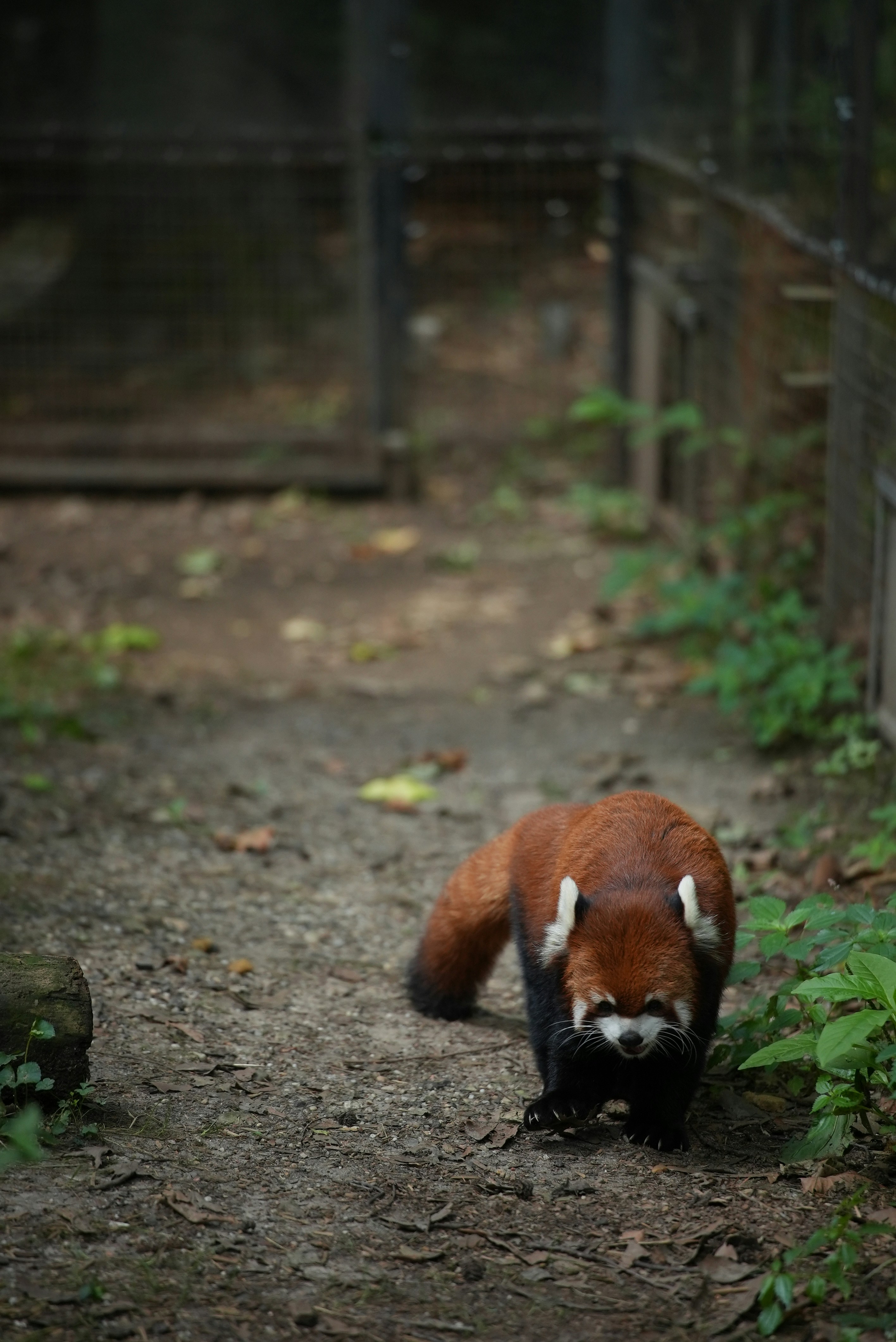 Red Fox stalking through a forested corridor