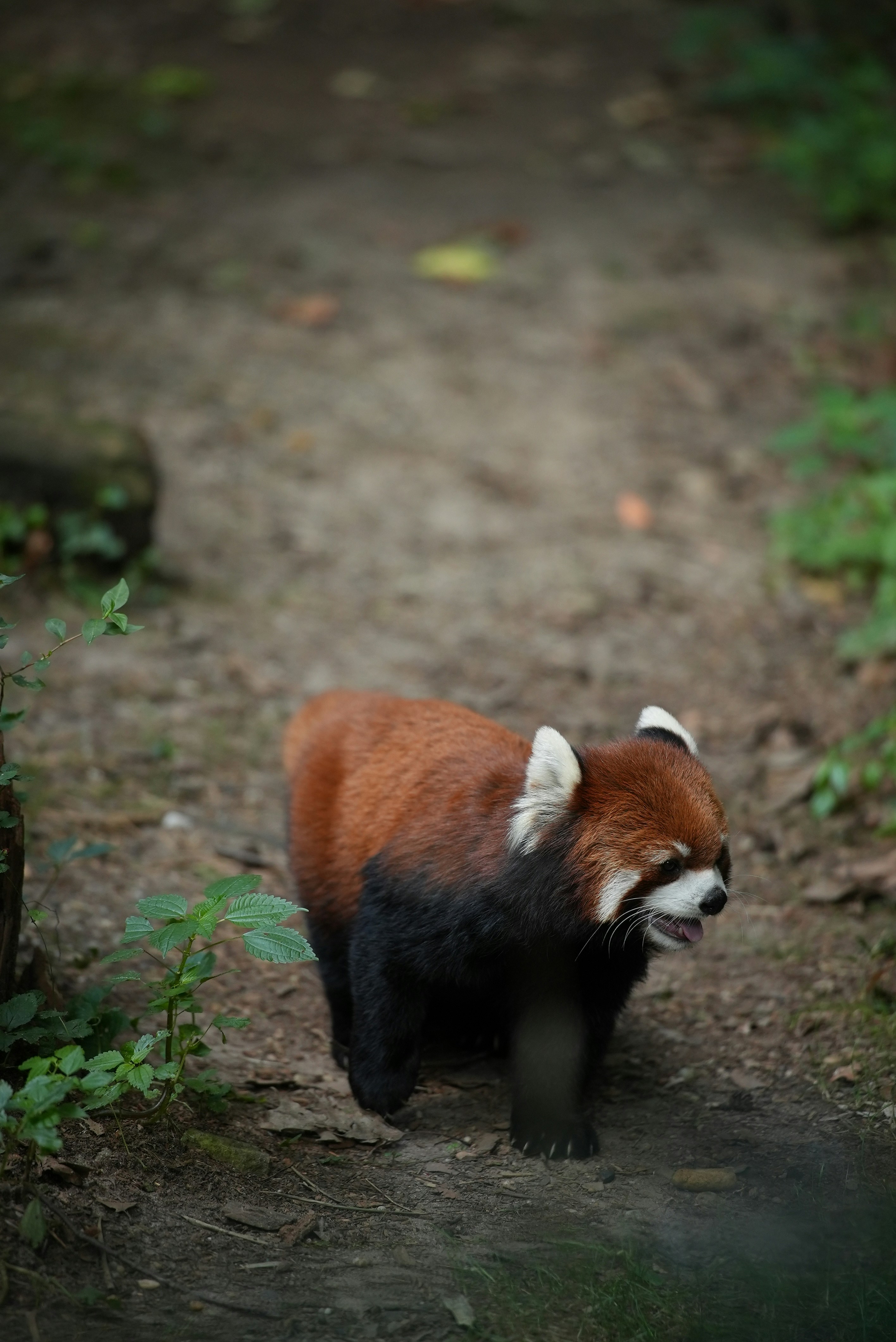 Red Panda Stroll: A Quiet Moment Along a Forest Path