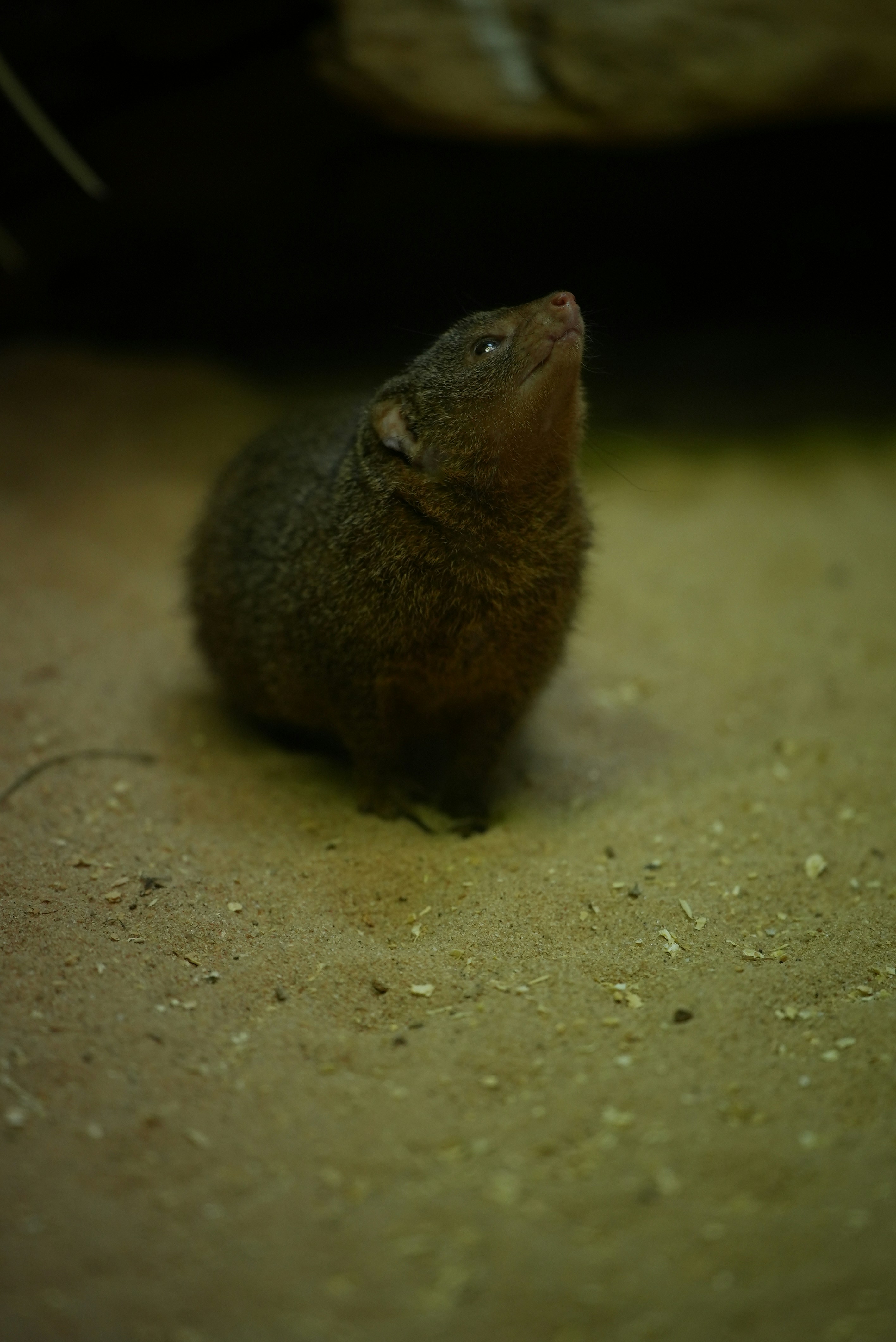 Emerging from the Shadow: A Lone Ground Squirrel in Soft Light