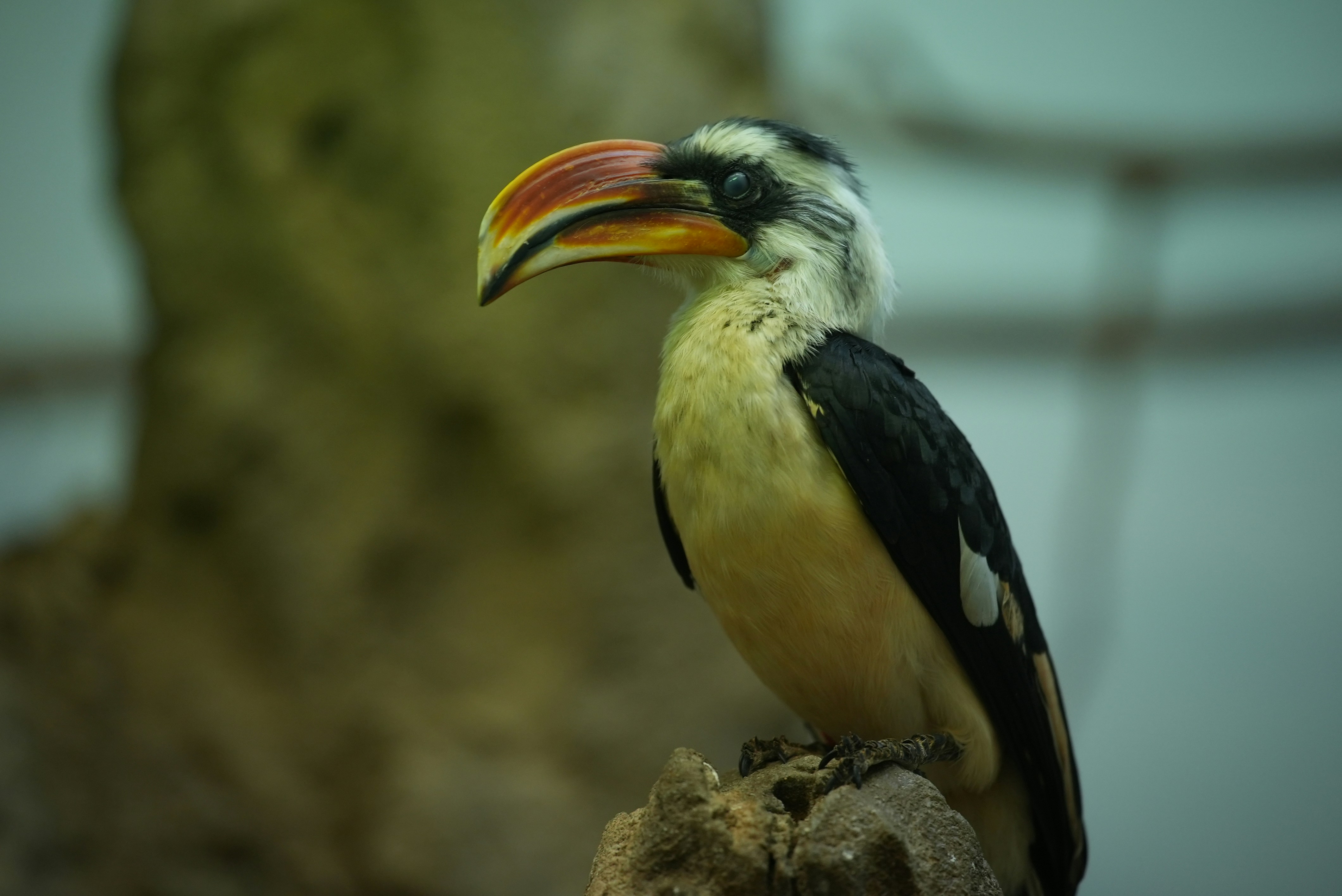Sunlit Island beak: hornbill perched with a sweeping bill