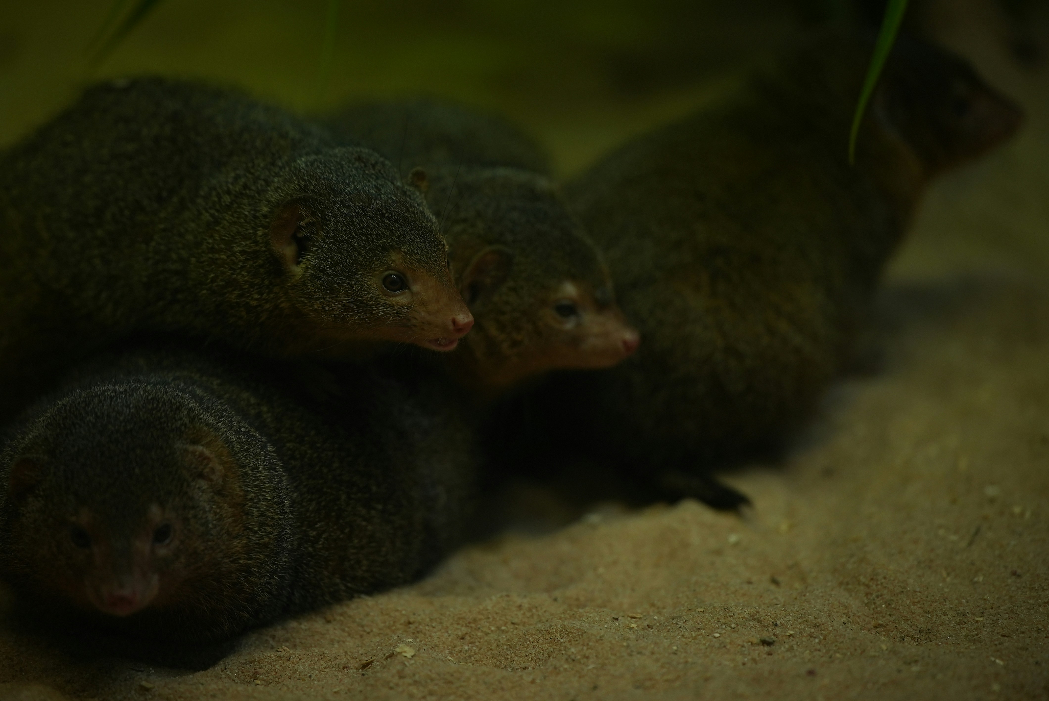 Nest of Sleepy Pups: Burrowed Beneath Sand and Shadow