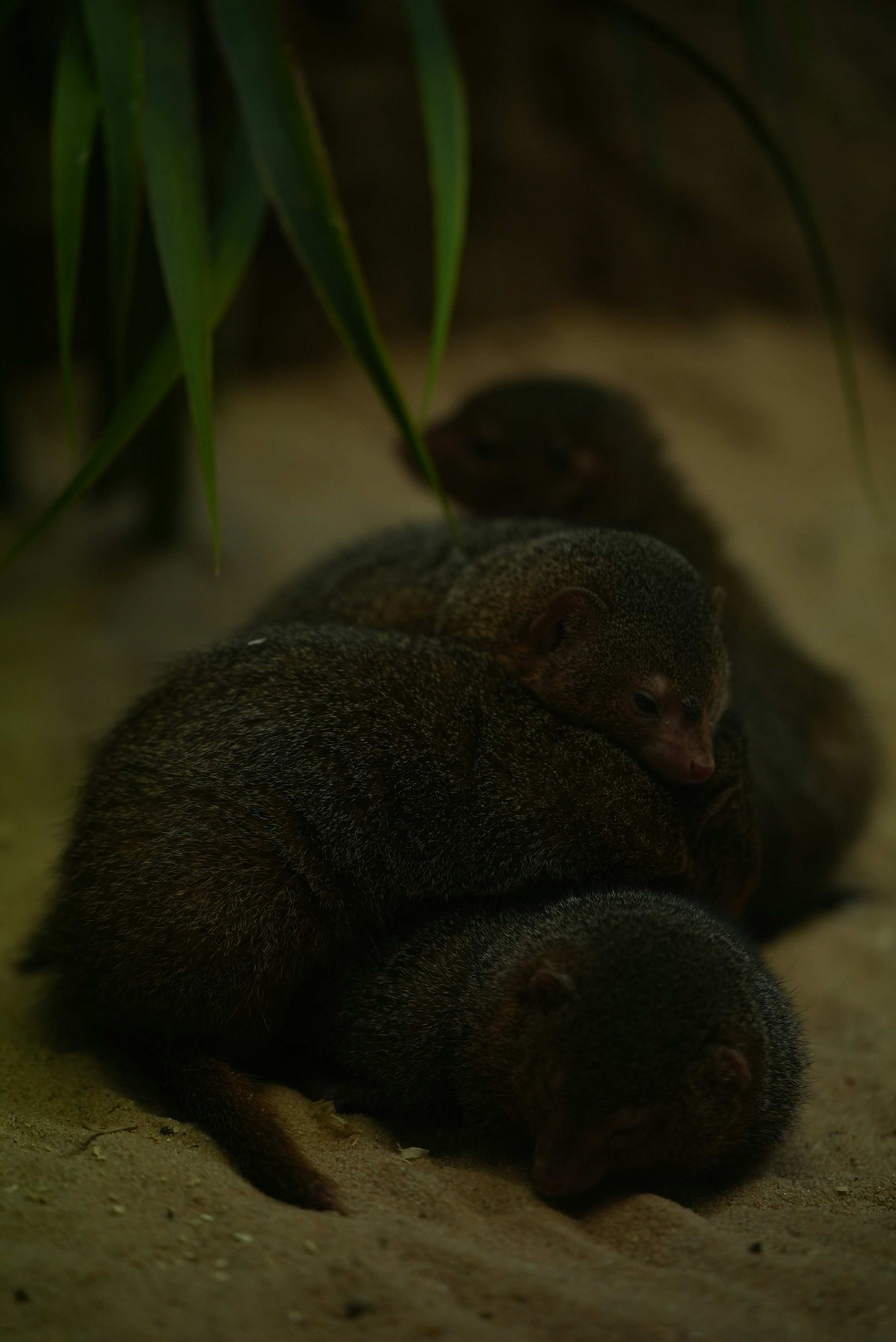 Slumbering Trio: A Close-Nest of Newborn Moles Under Quiet Foliage