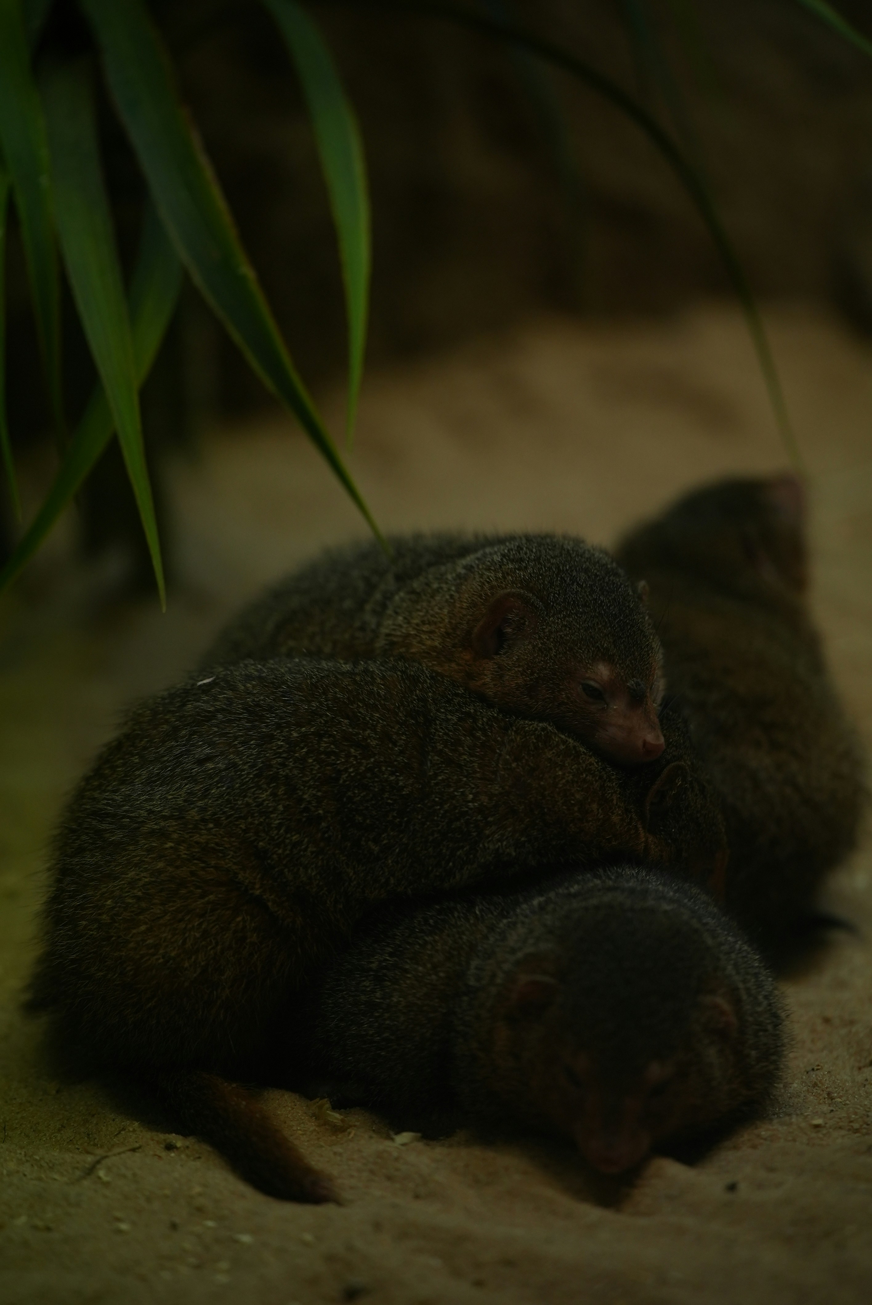 Sleepy Pack: A Moment of Quiet Under Leafy Canopy
