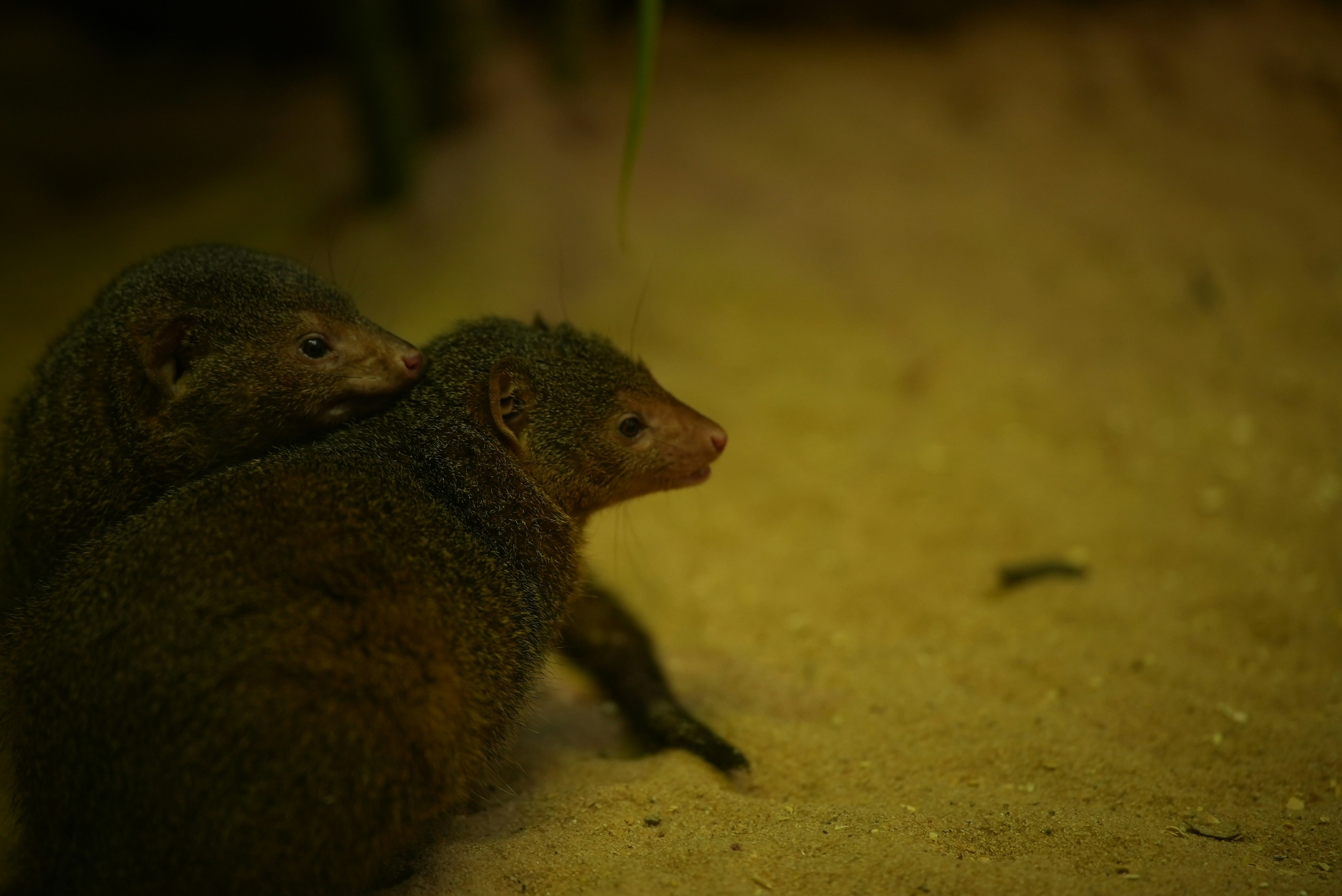 Mossy Family in Quiet Sand: Sibling Hug on Night Ground