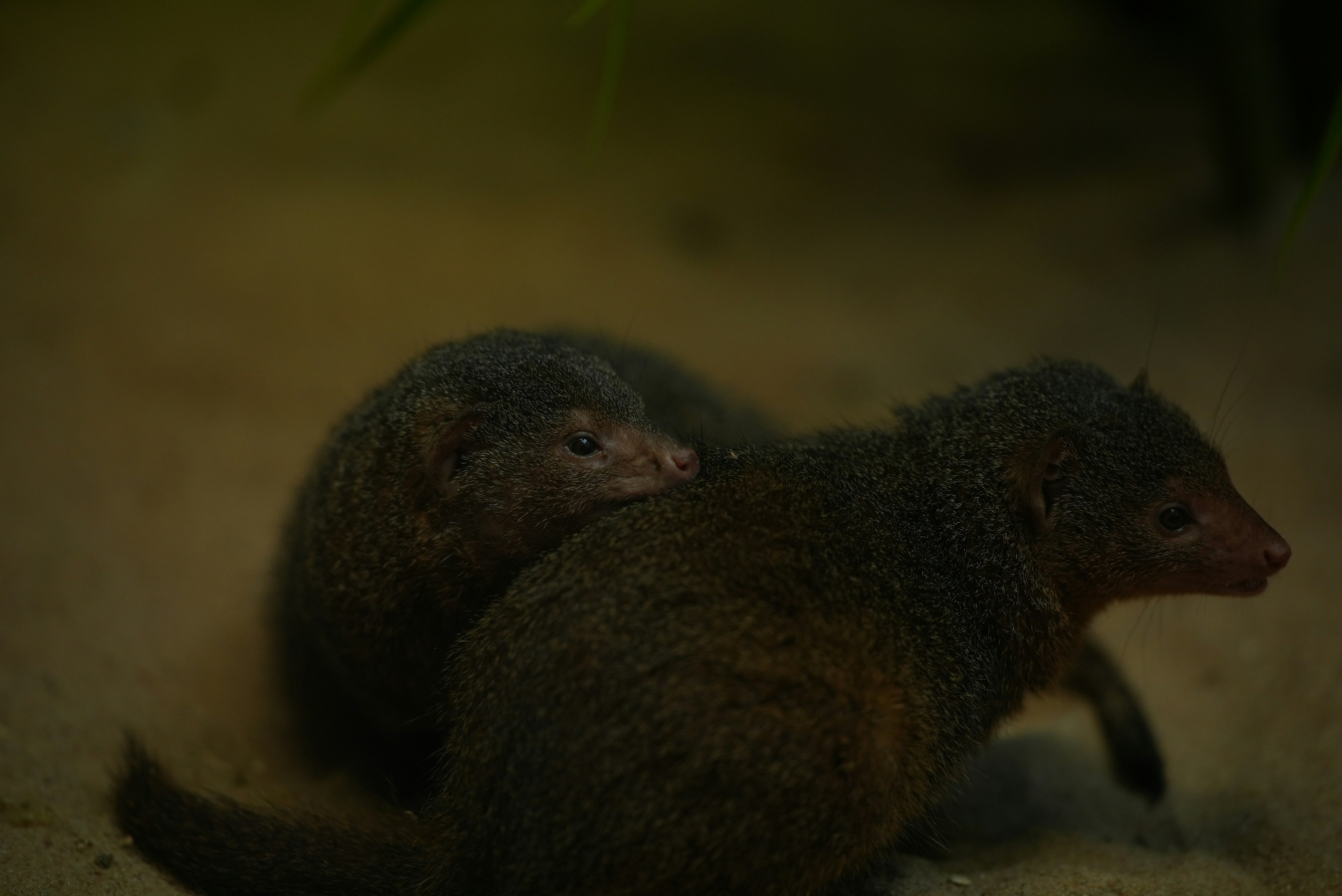 Cozy Pair of Nighttime Mori Rodents Huddle Beneath Foliage