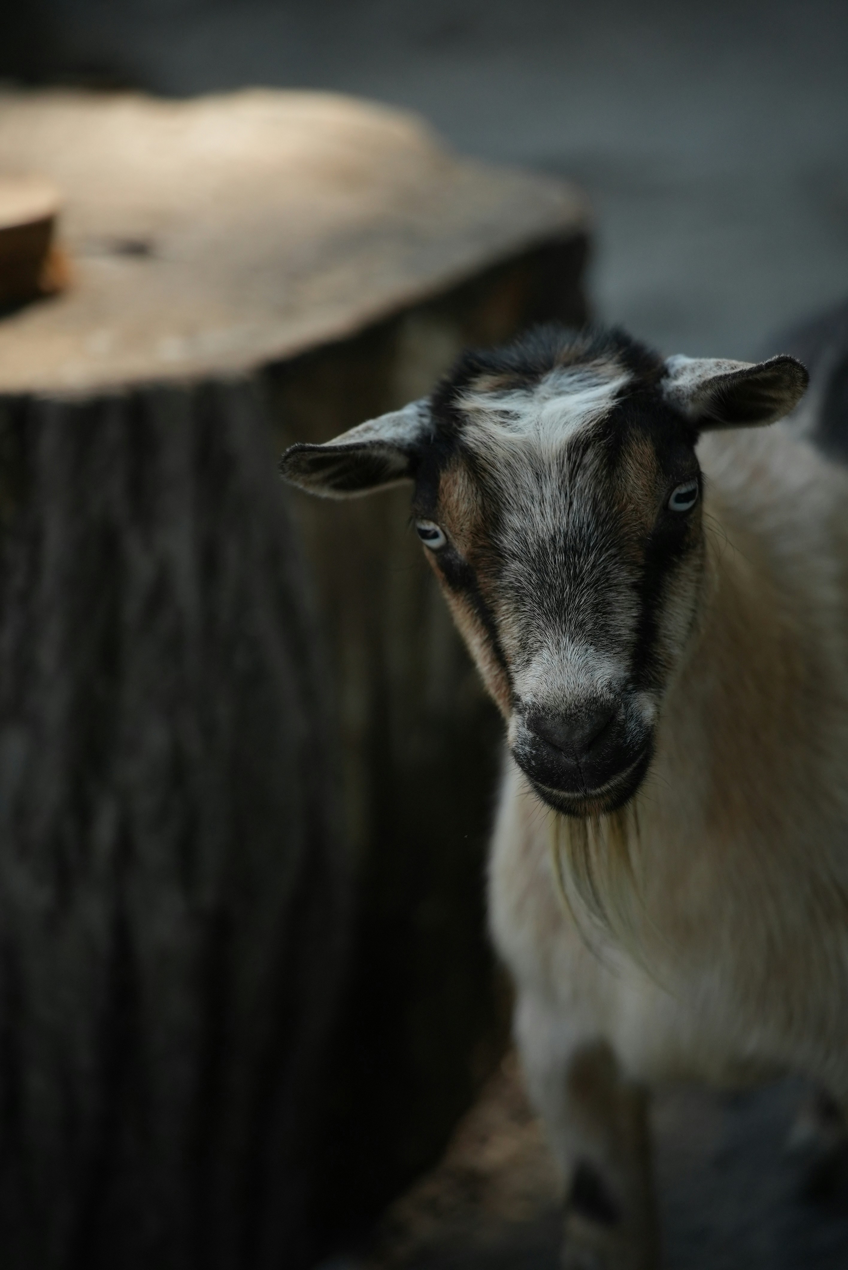 Curious Goatscape: Direct Gaze Between Wood and Wool