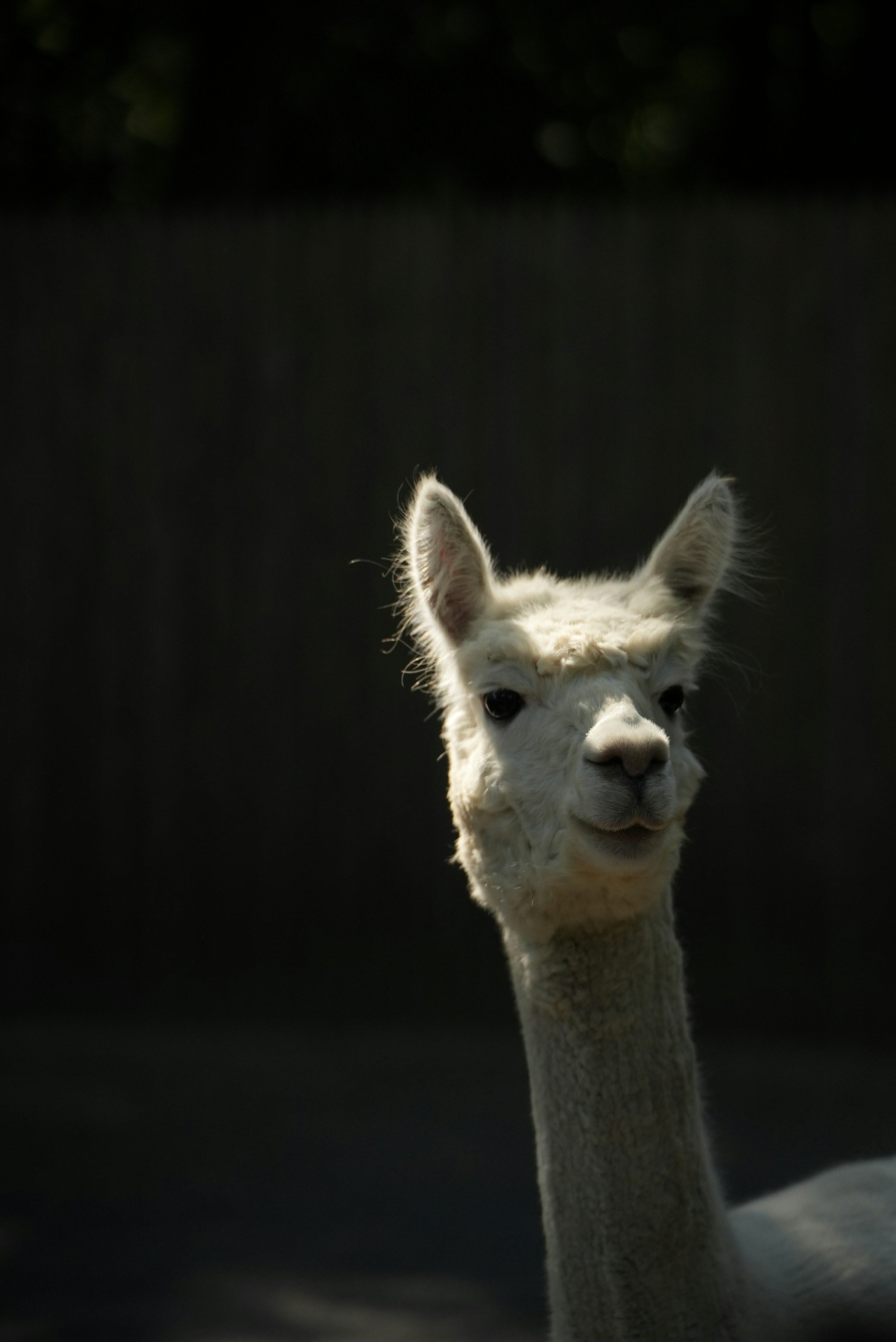 Lone Alpaca Portrait in Shadowed Yard