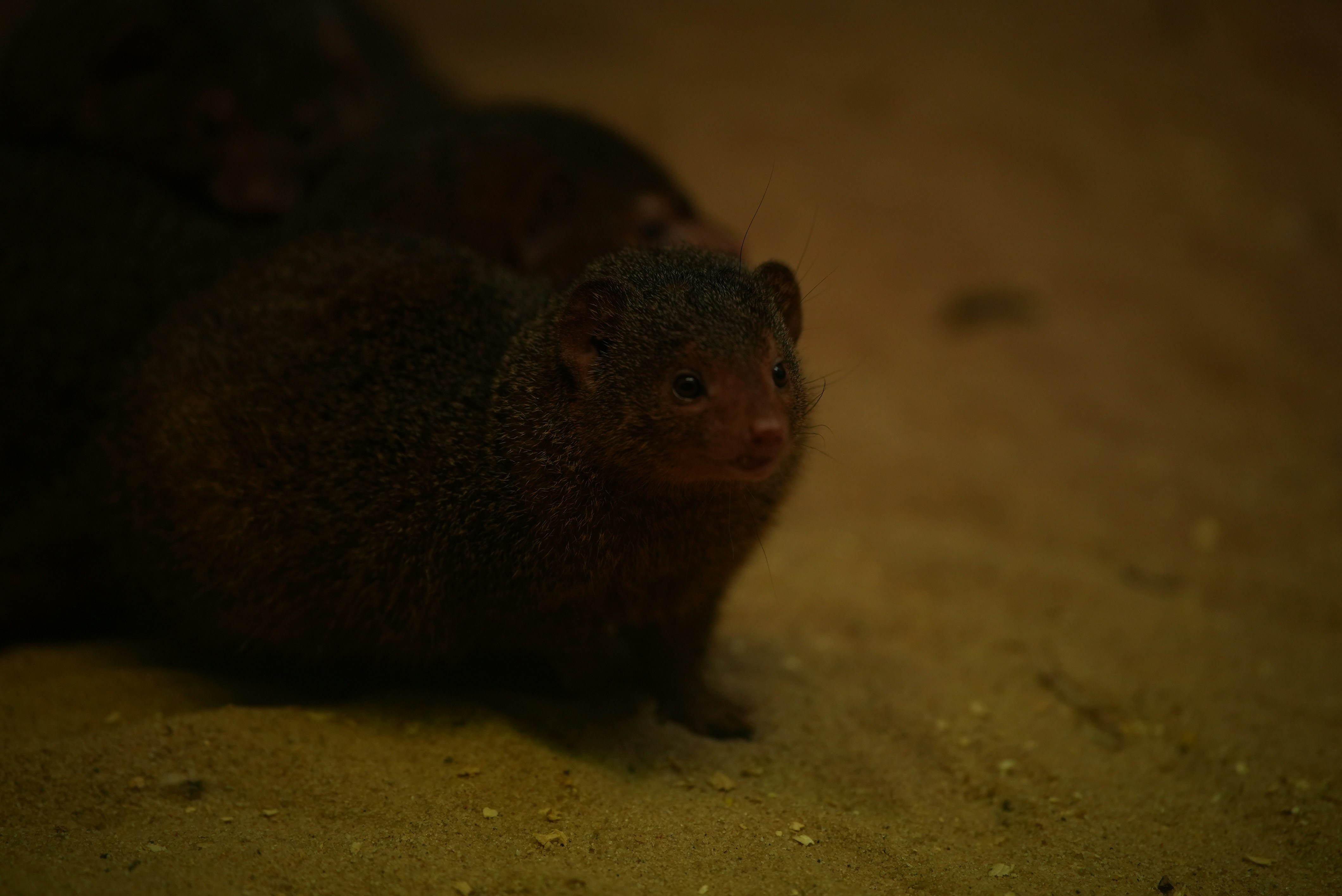 Night Runner: A Tapir-like Furred Shy Creature Emerges