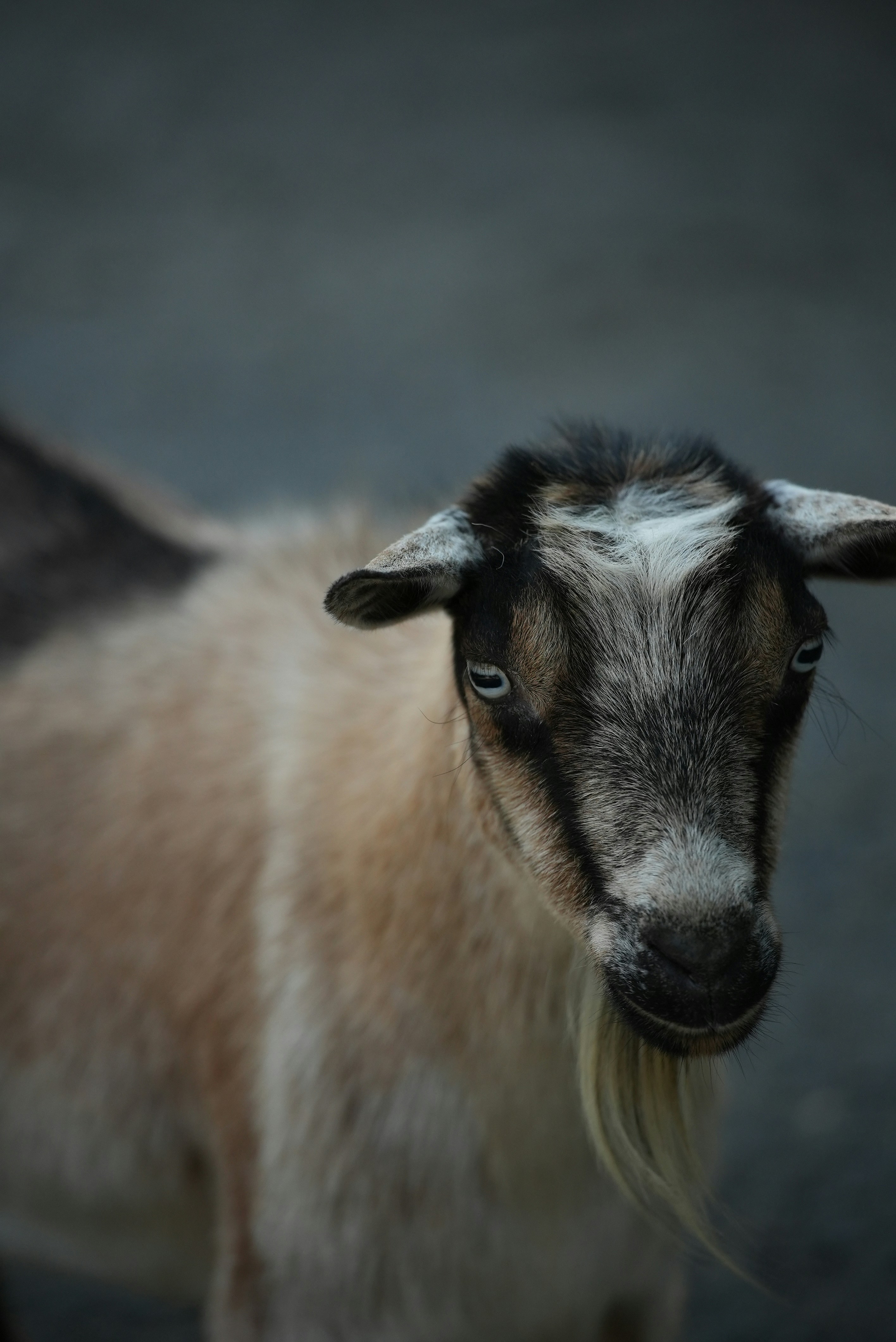 Portrait of a Curious Goat – Soft Light, Focused Gaze