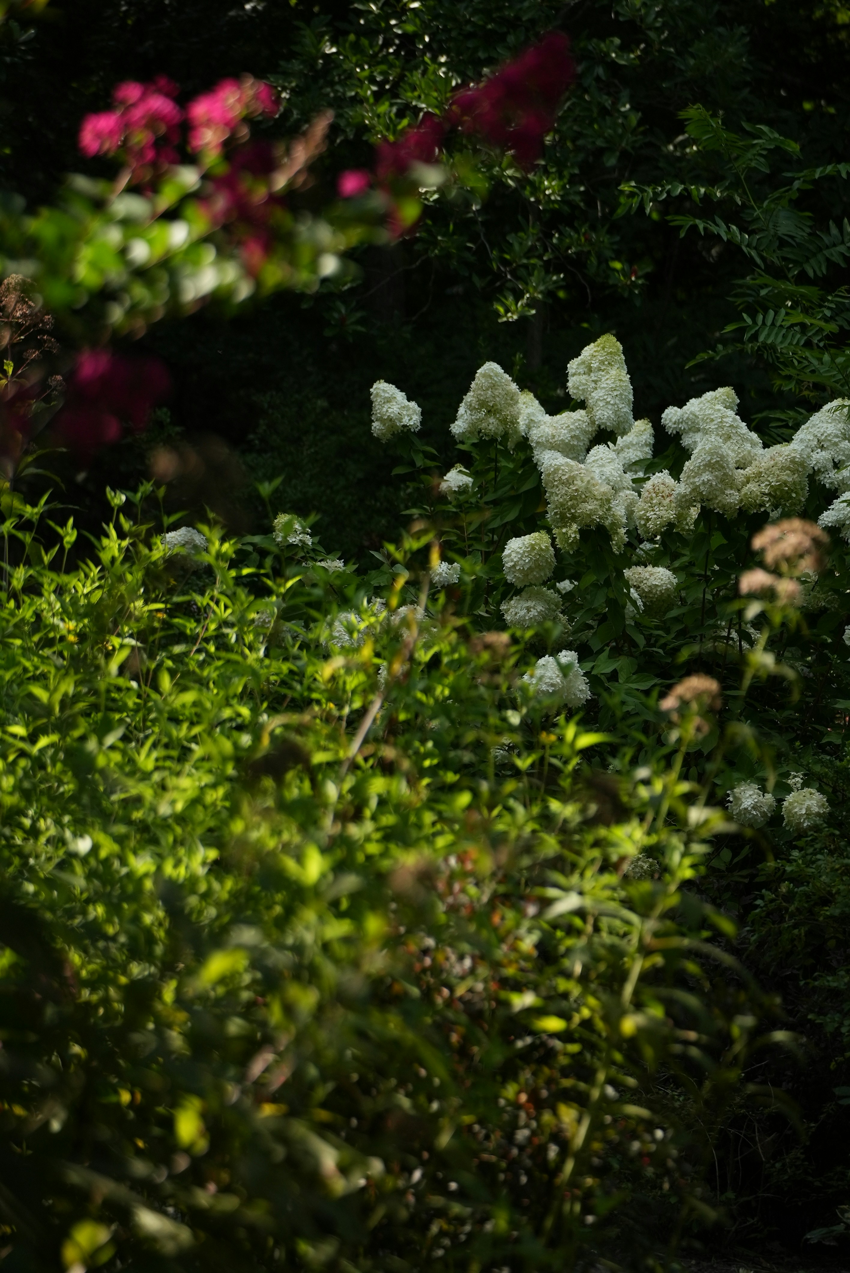 Sunlit Hydrangea Echoes in a Quiet Garden Bed