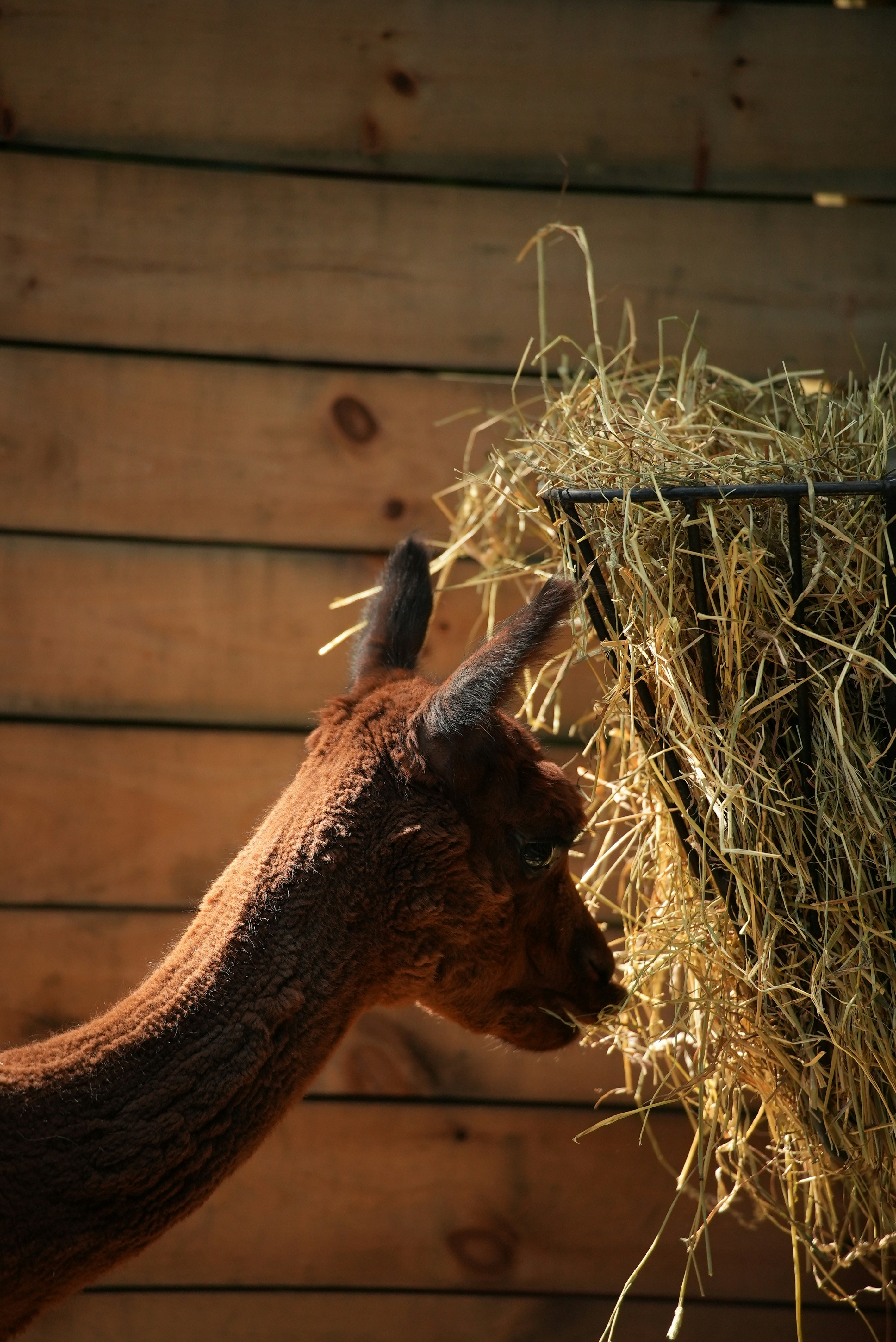 Llama at Feed Trough: Quiet Moment in the Barn