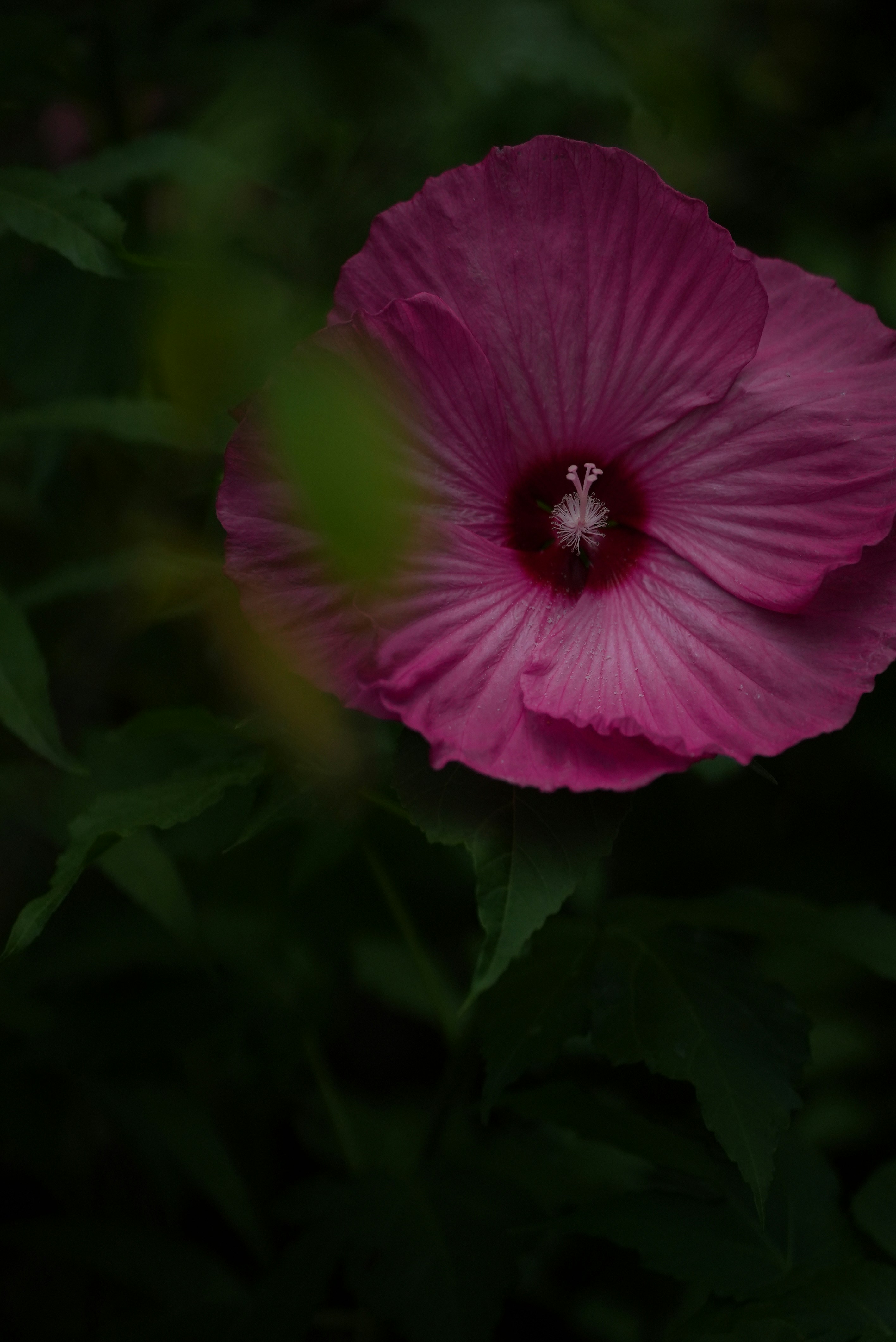 Magenta Bloom in Soft Focus Quietude