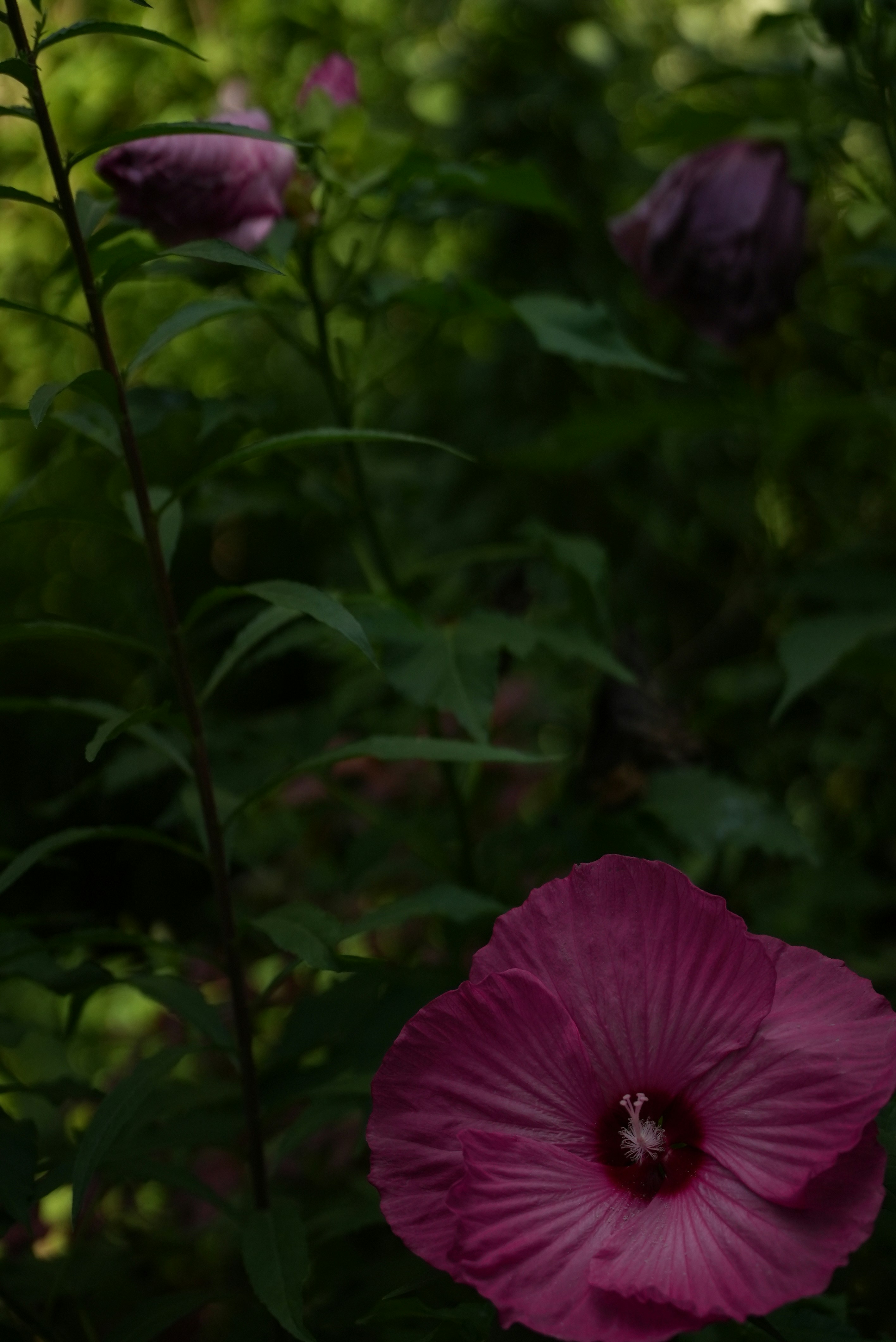 Crimson Bloom in a Shaded Garden