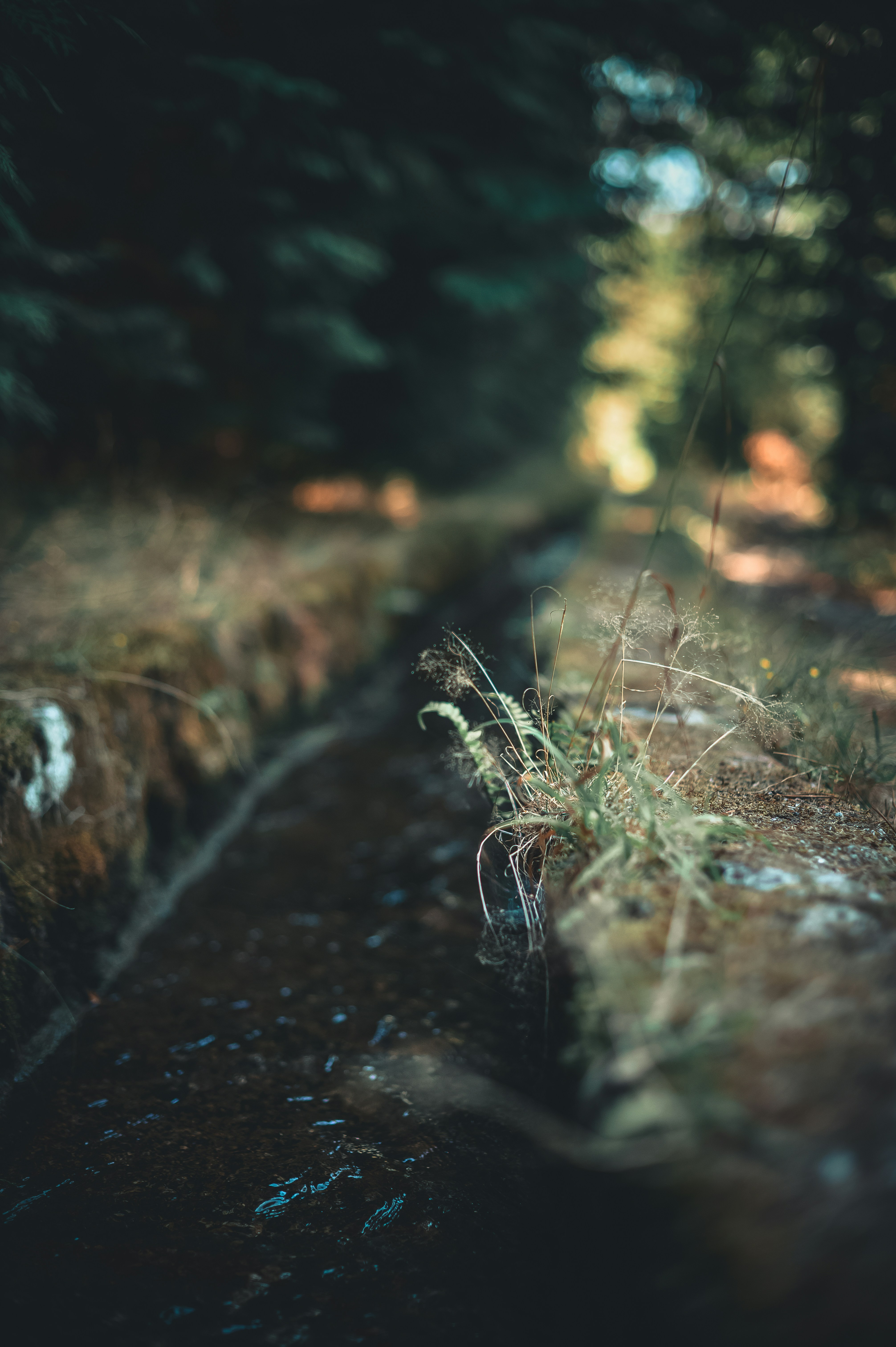 Overgrown Channel: A Quiet Verge Between Stone and Grass