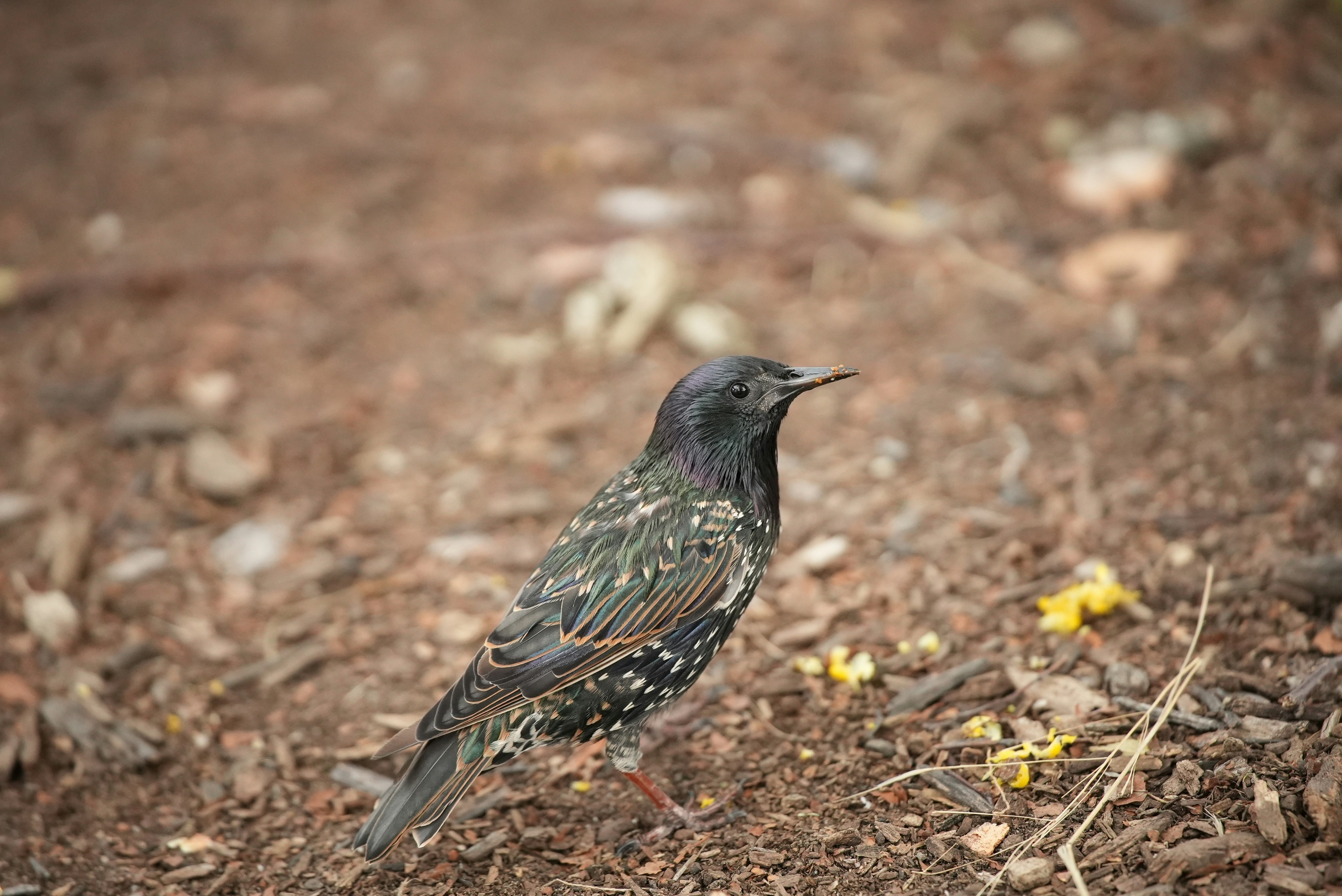 Iridescent Field Watcher: A Starling on the Leaf-Strewn Ground