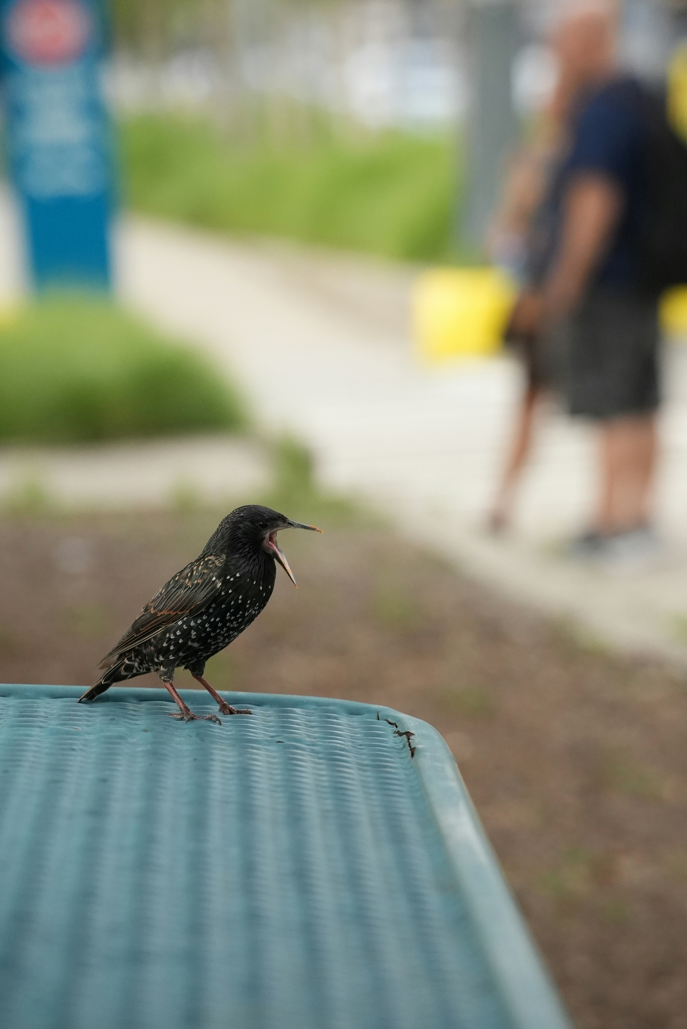 Grounded Songbird: A Starling Perched on a Park Table