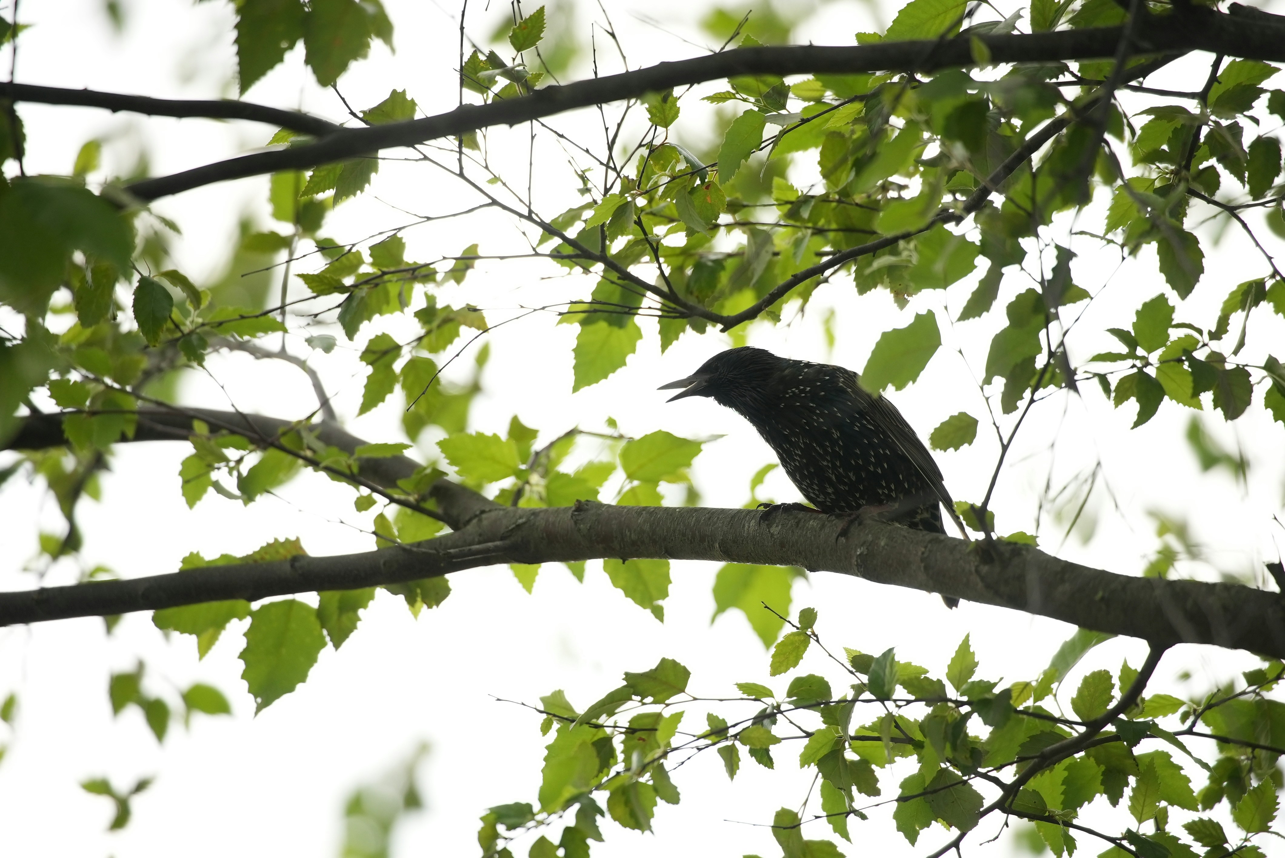Mid-Branch Silhouette: A Black Bird Resting in Dappled Green