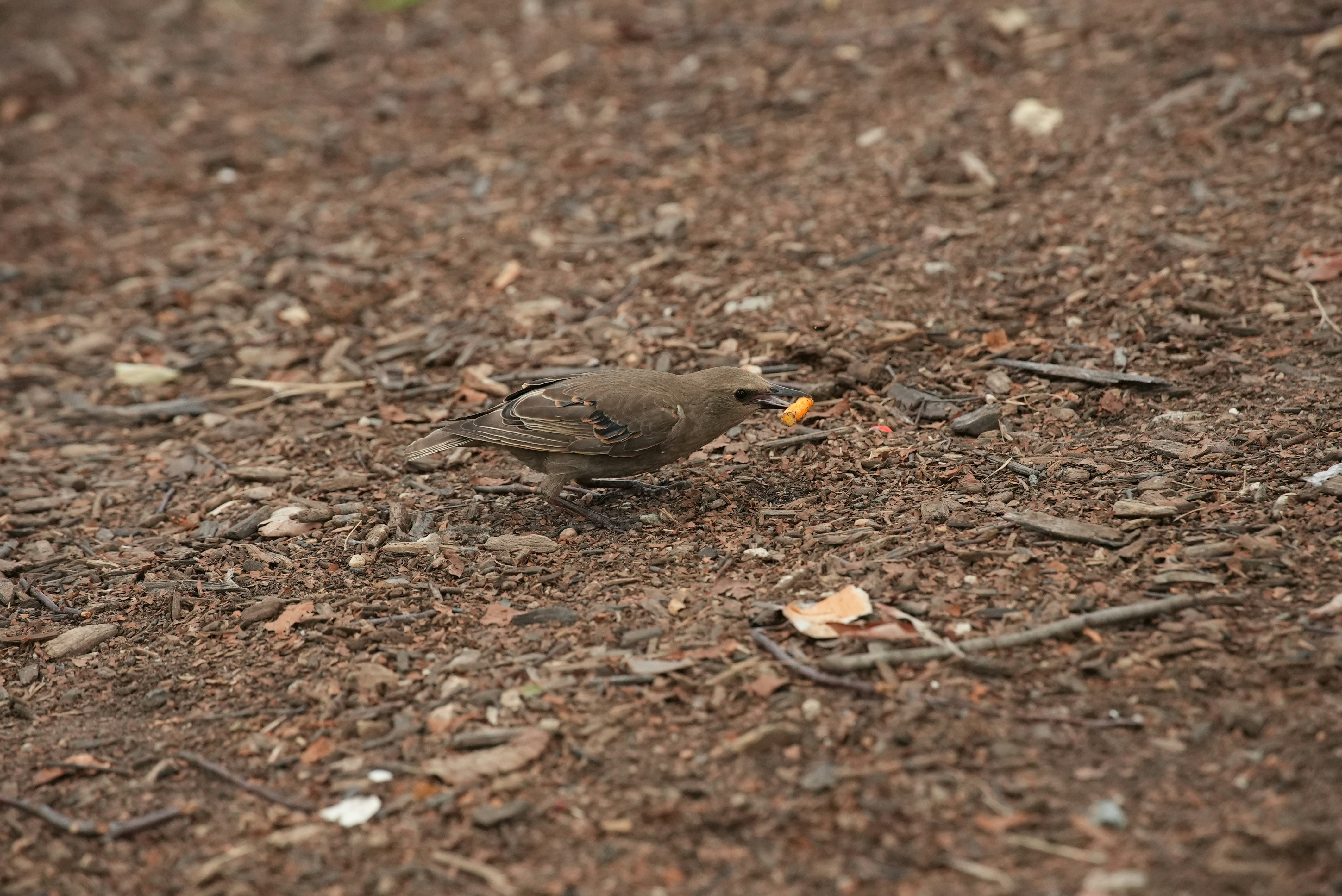 Ground-Feeding Warbler in a Rugged Dirt Patch