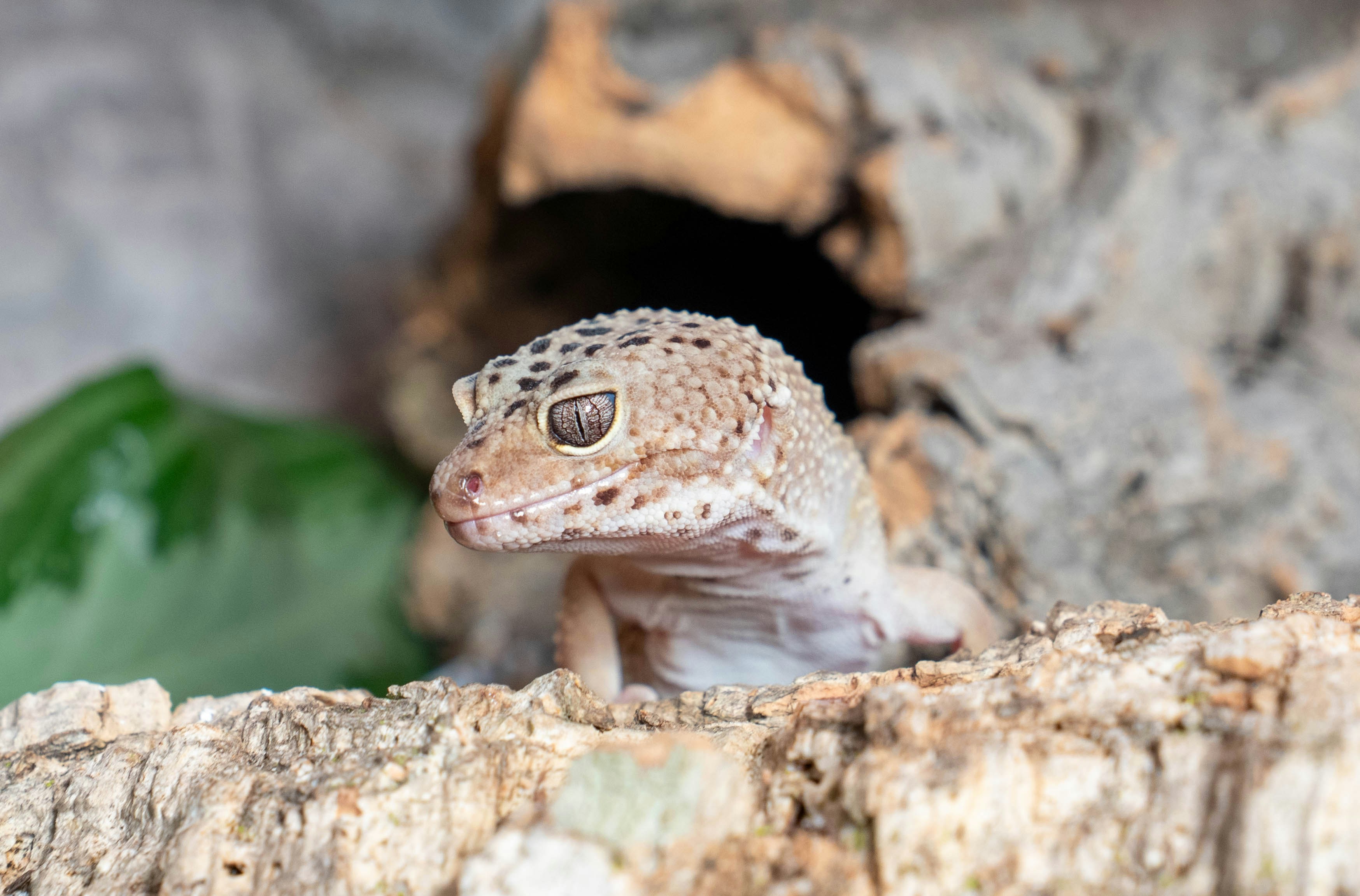 Curious Gecko Emerges from a Tree-Cavity Hideaway