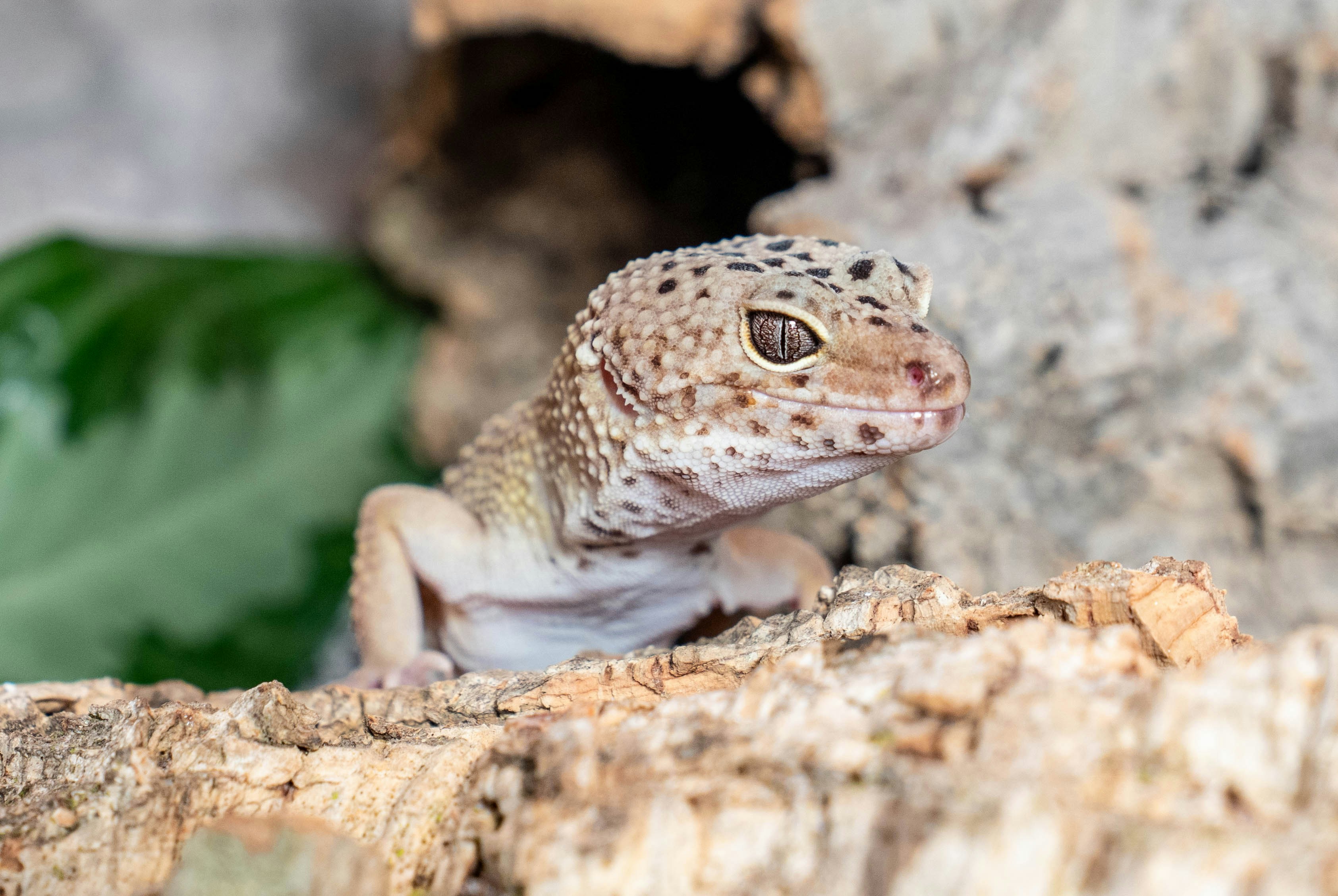 Gecko Portrait: Cradled in Sunlit Bark