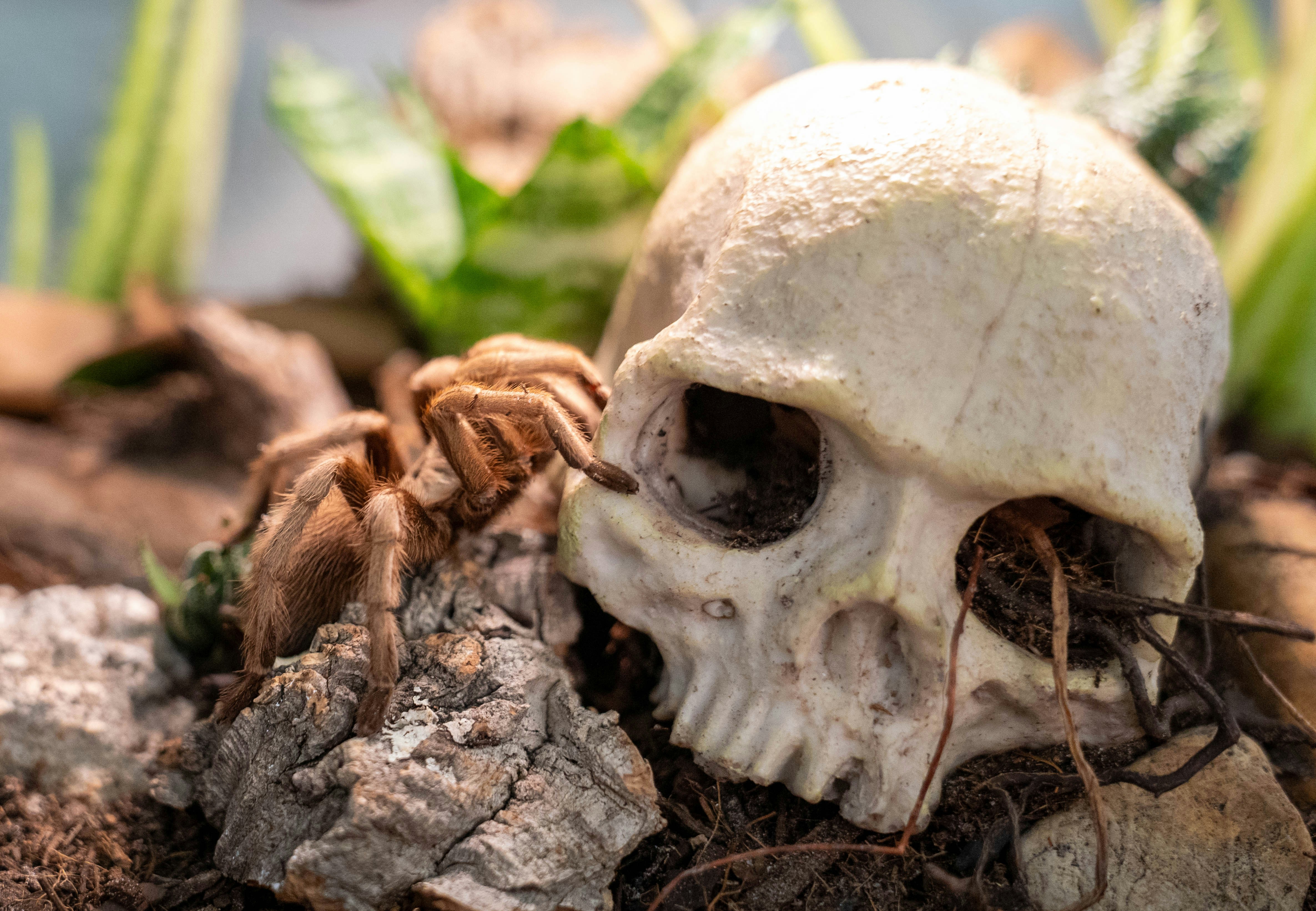 Skeleton skull resting among cracked earth and tangled roots, foregrounded with blurred green foliage; a still-life emphasizing decay and texture.
