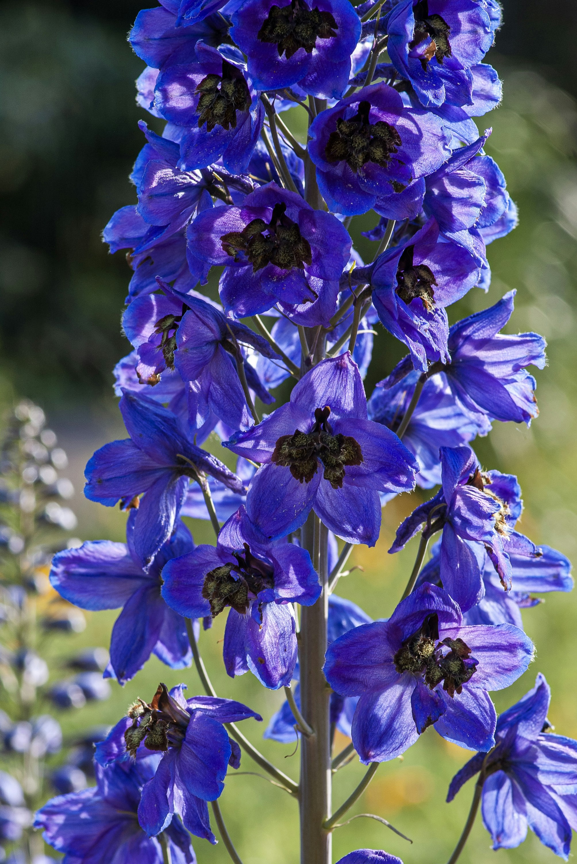 Blooming Indigo: A Vertical Cascade of Delicate Blue Delphiniums