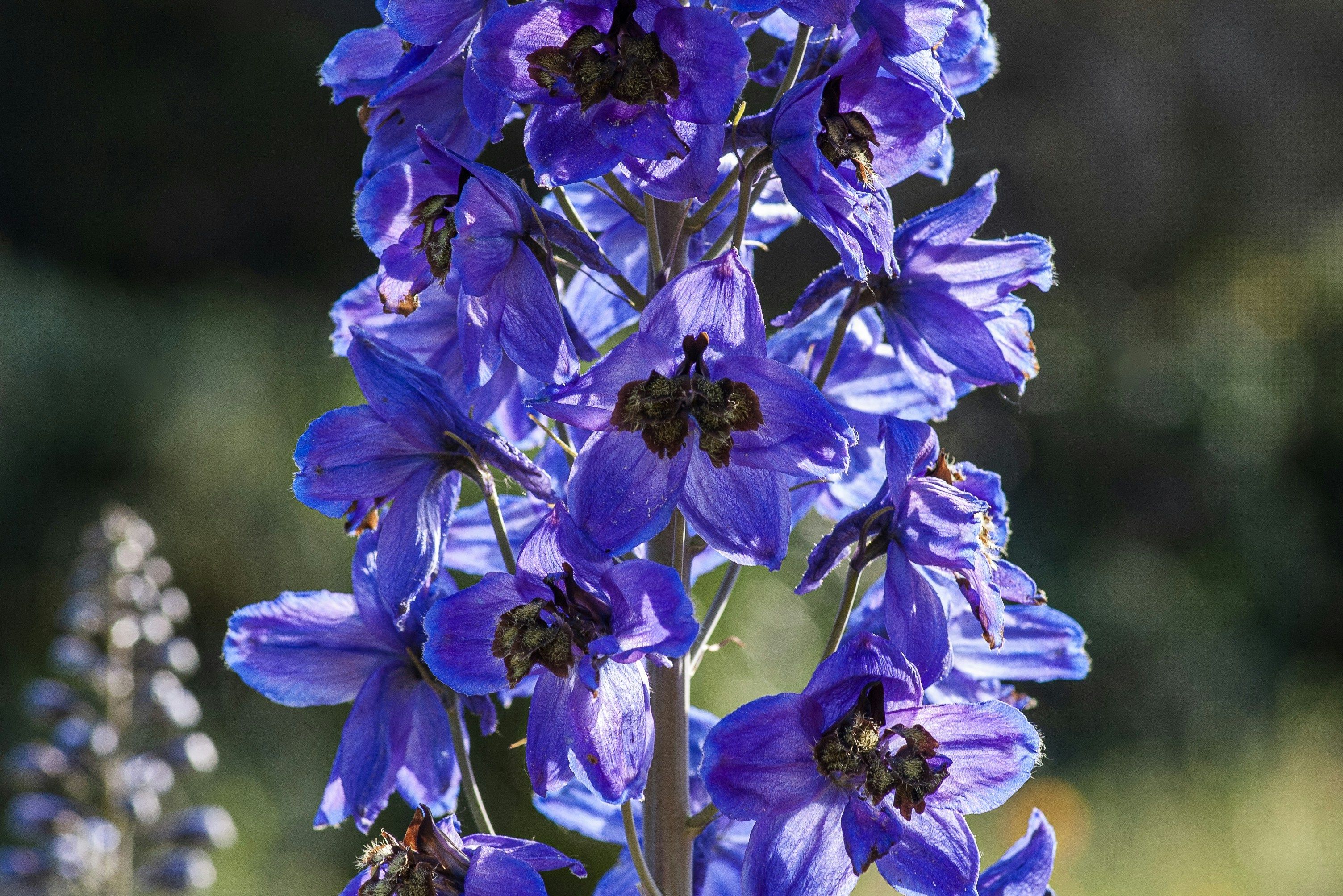 Violet Cathedral: Stems of Deep Indigo Surging toward the Sun