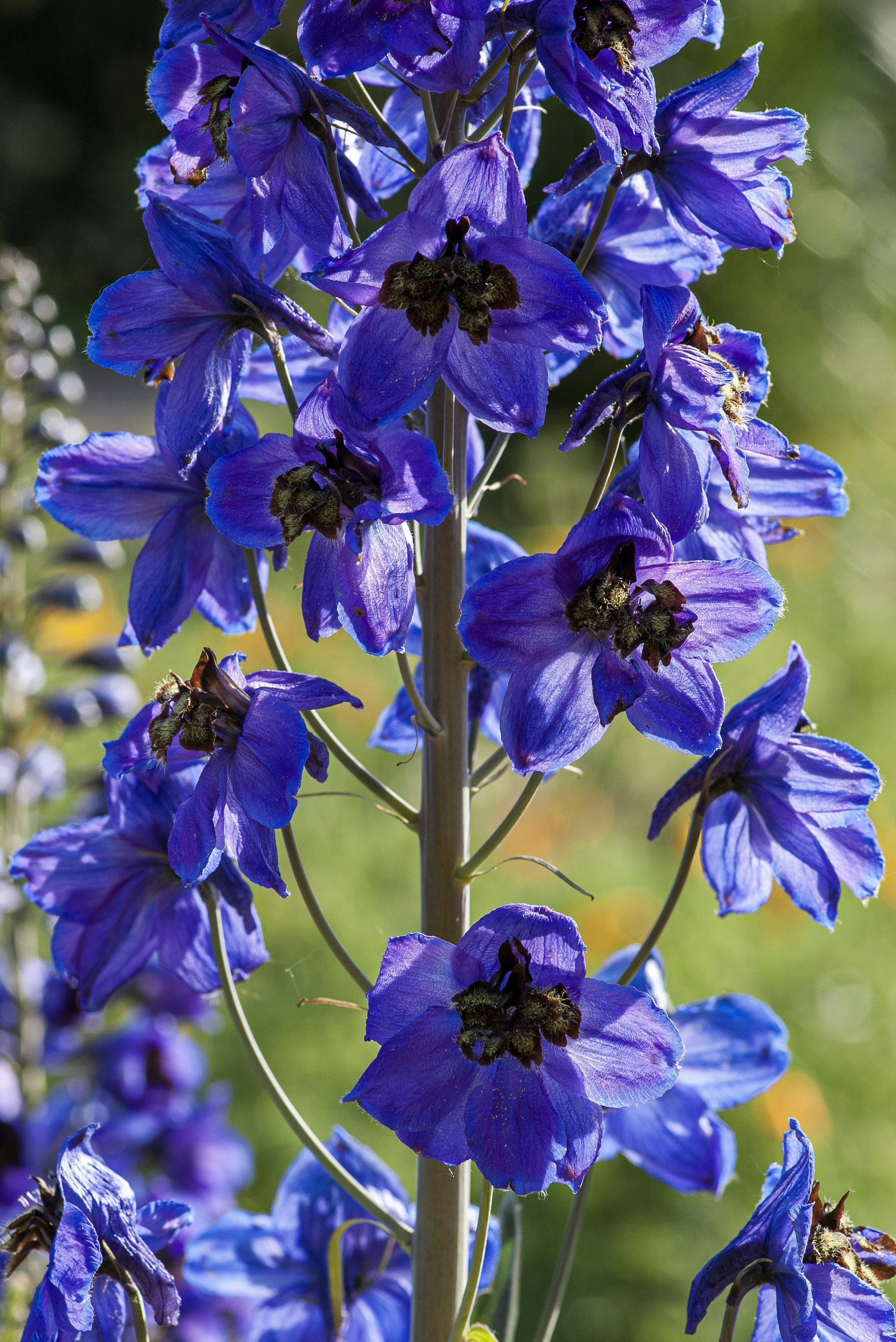 Violet Spike: A Vertical Stem of Blue Delphiniums Reaching for Bright Light