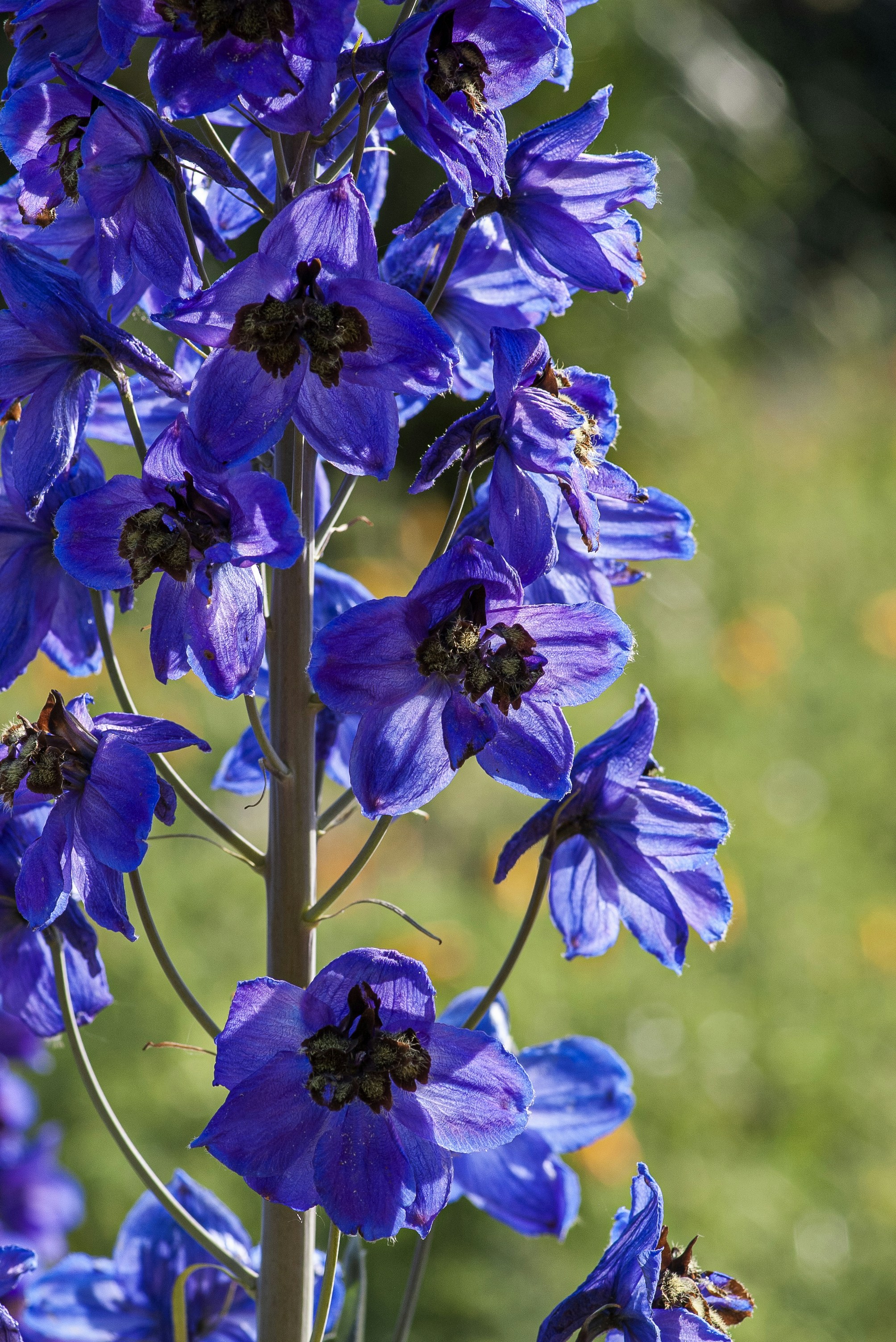 Azure Blooms Climbing the Green Veil