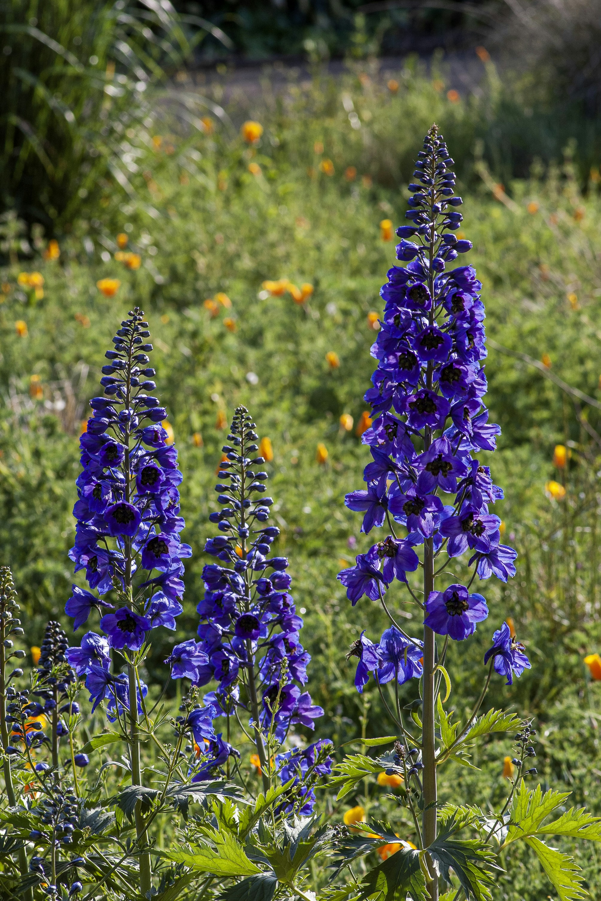 Azure spike: cobalt delphiniums rise above a field of sunlit orange blossoms
