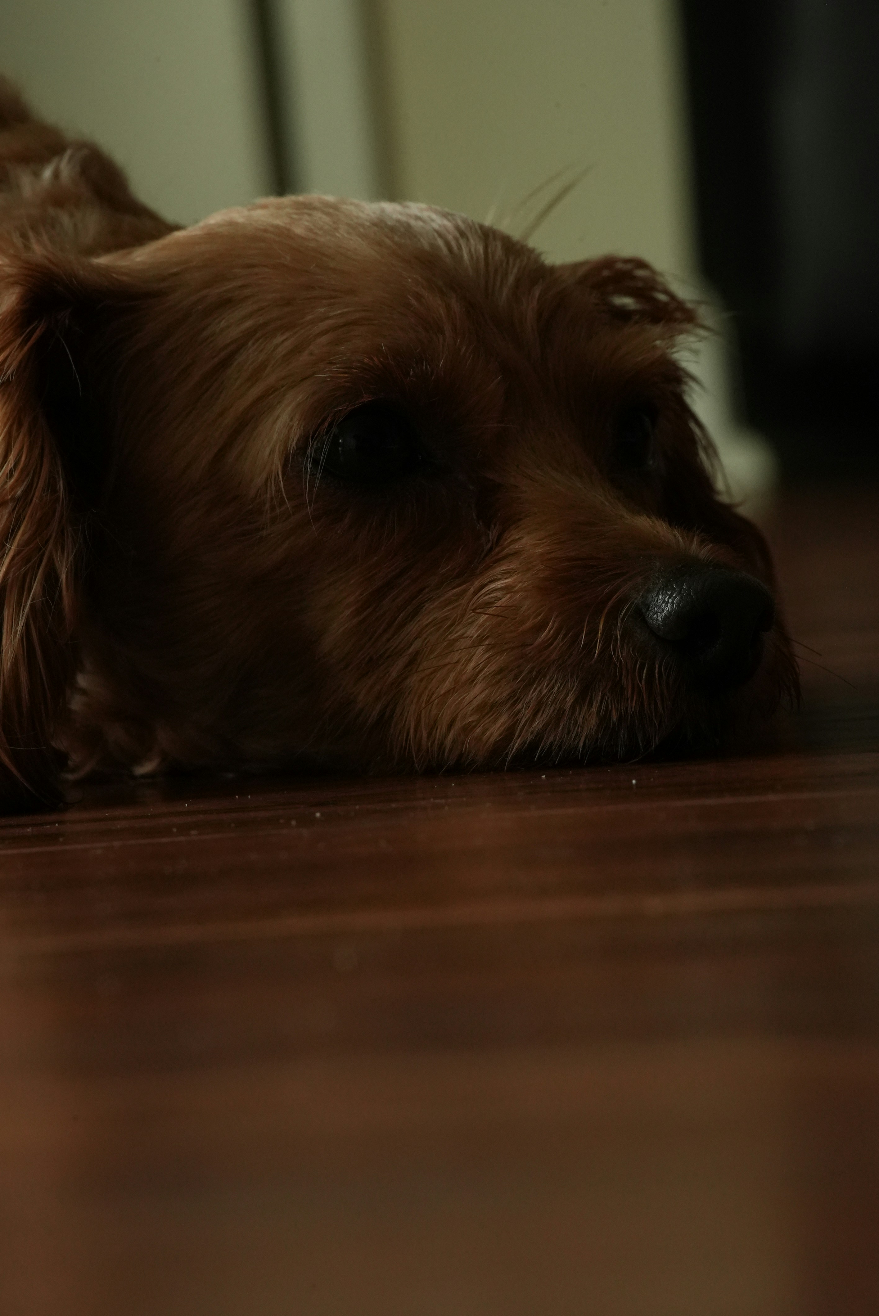 Low Moonlit Nap: A Licking-Quiet Golden Moment