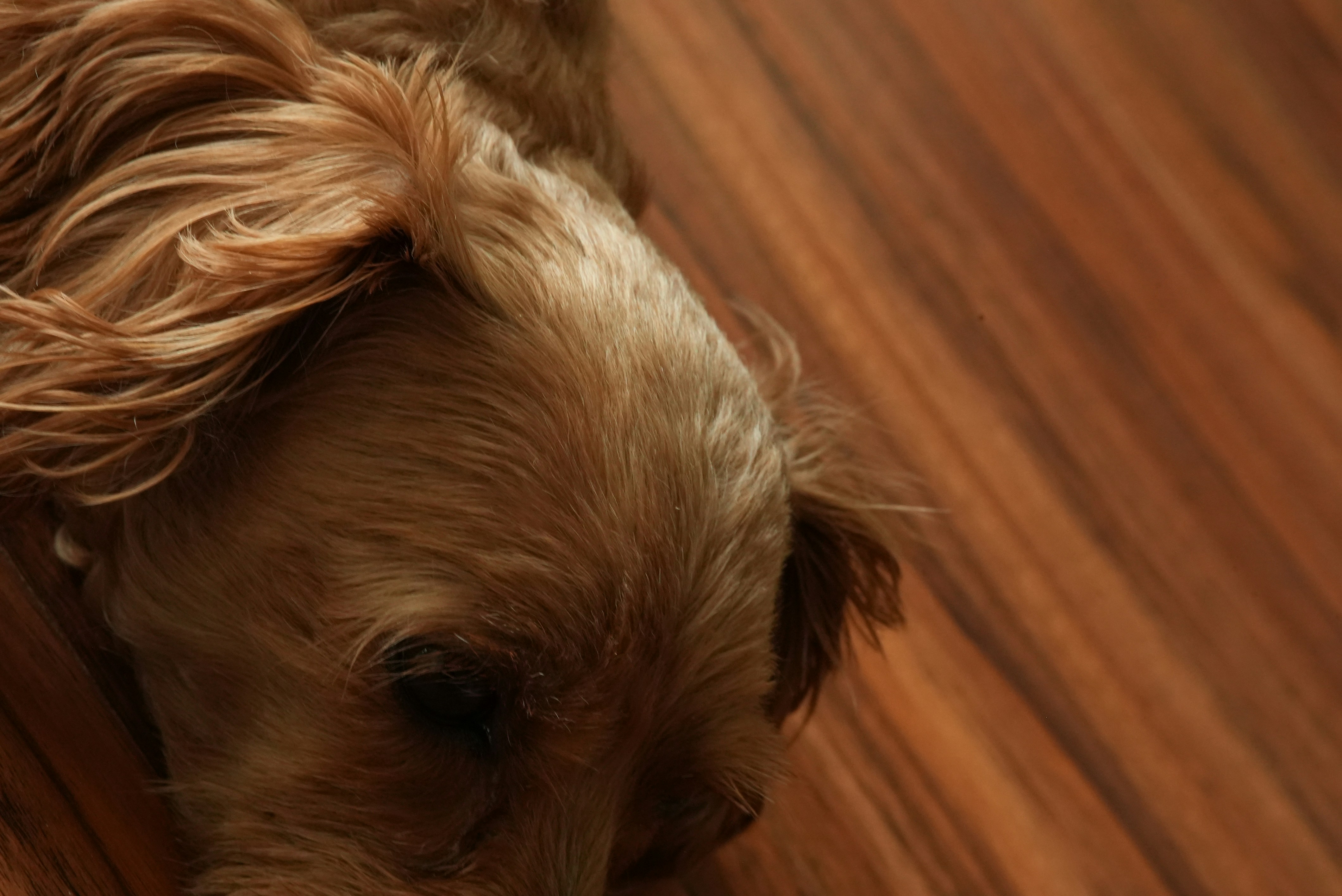 Low-angle close-up of a sleeping dog's face on a wood floor