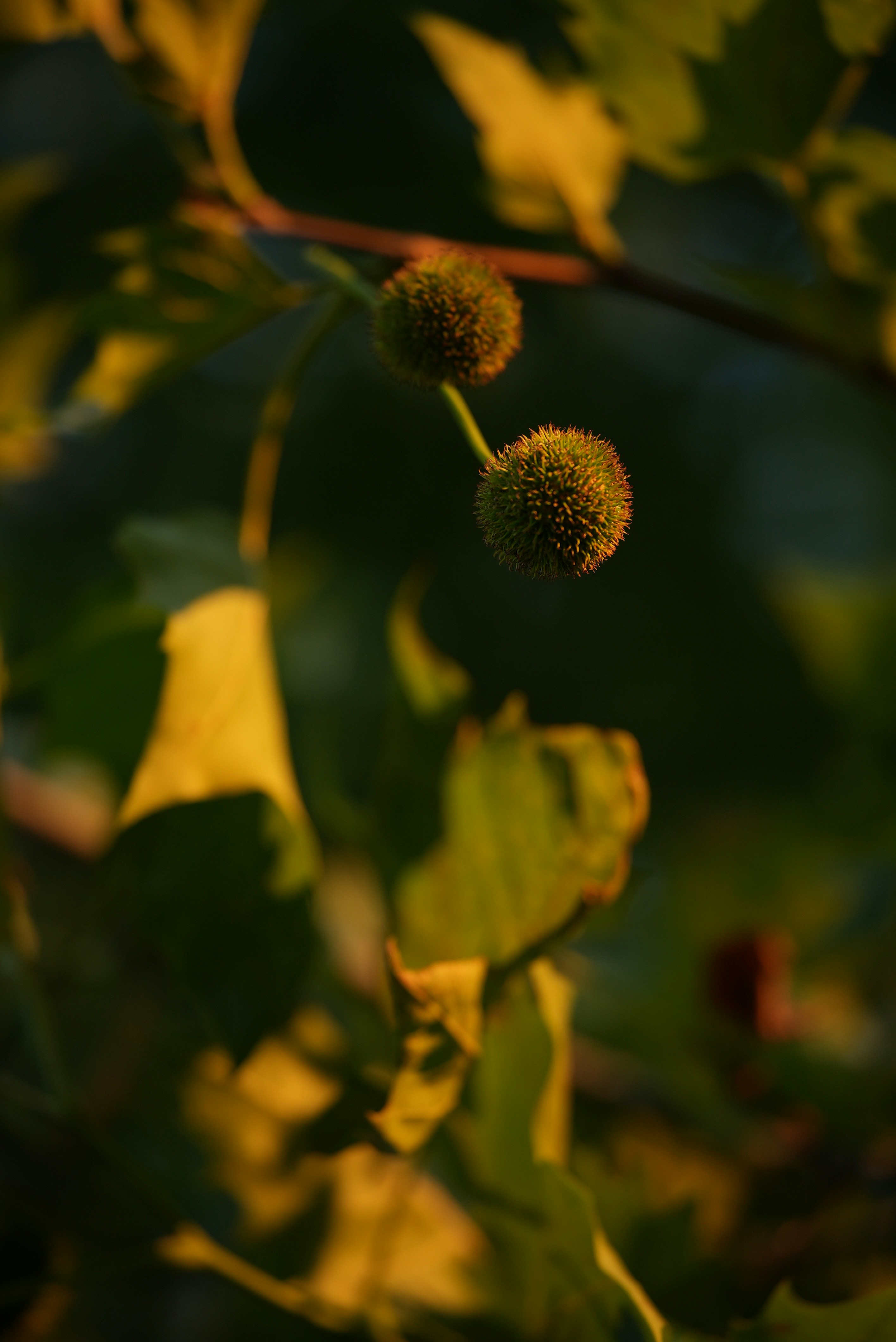 Sunlit Spherical Spikes: A Quiet Moment in Autumn