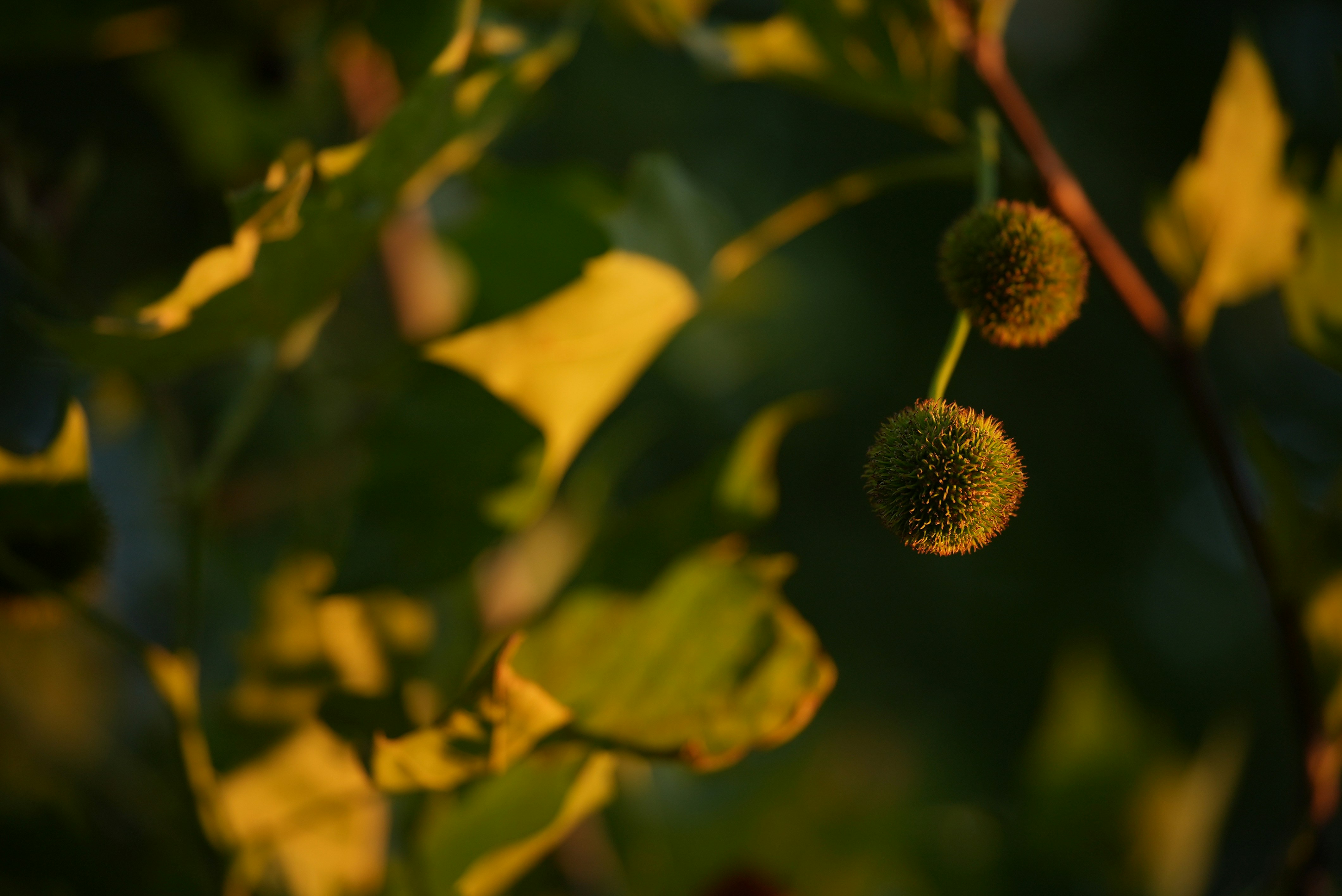 Golden Berries in Shade: A Quiet Autumn Moment