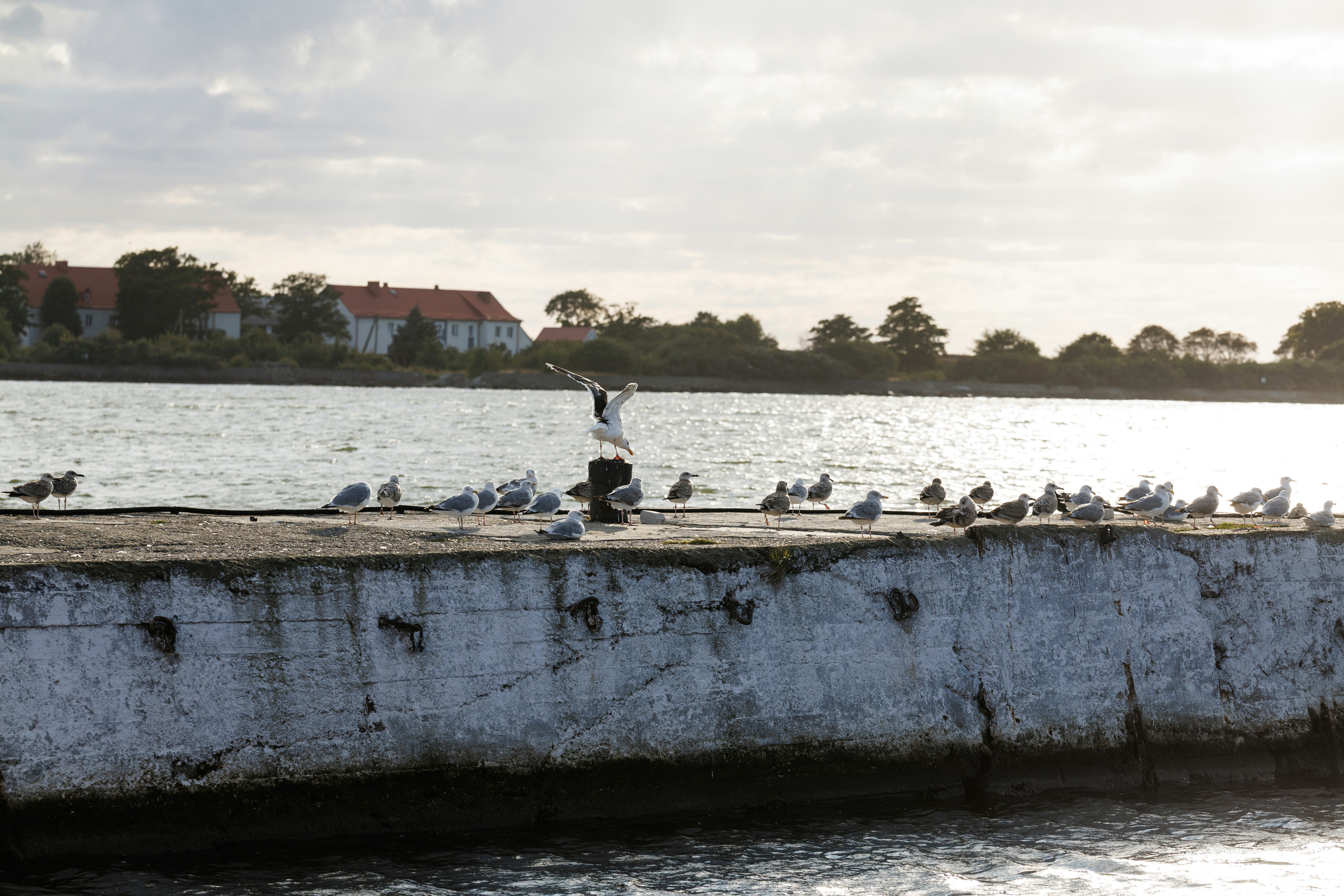 Seabird Piazza: A lone rescuer on a weathered jetty