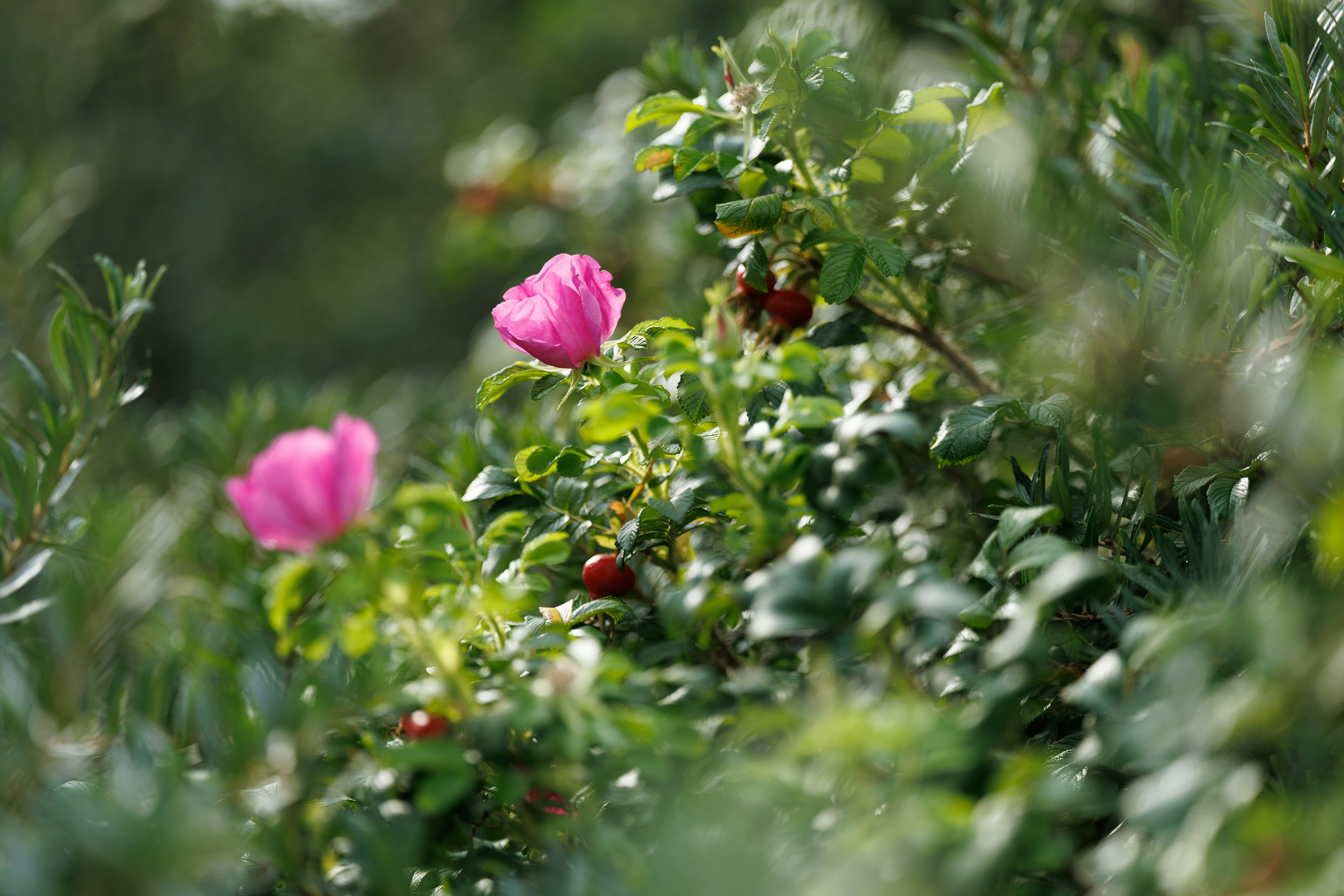 Pink Rose Foreground in a Lush Garden
