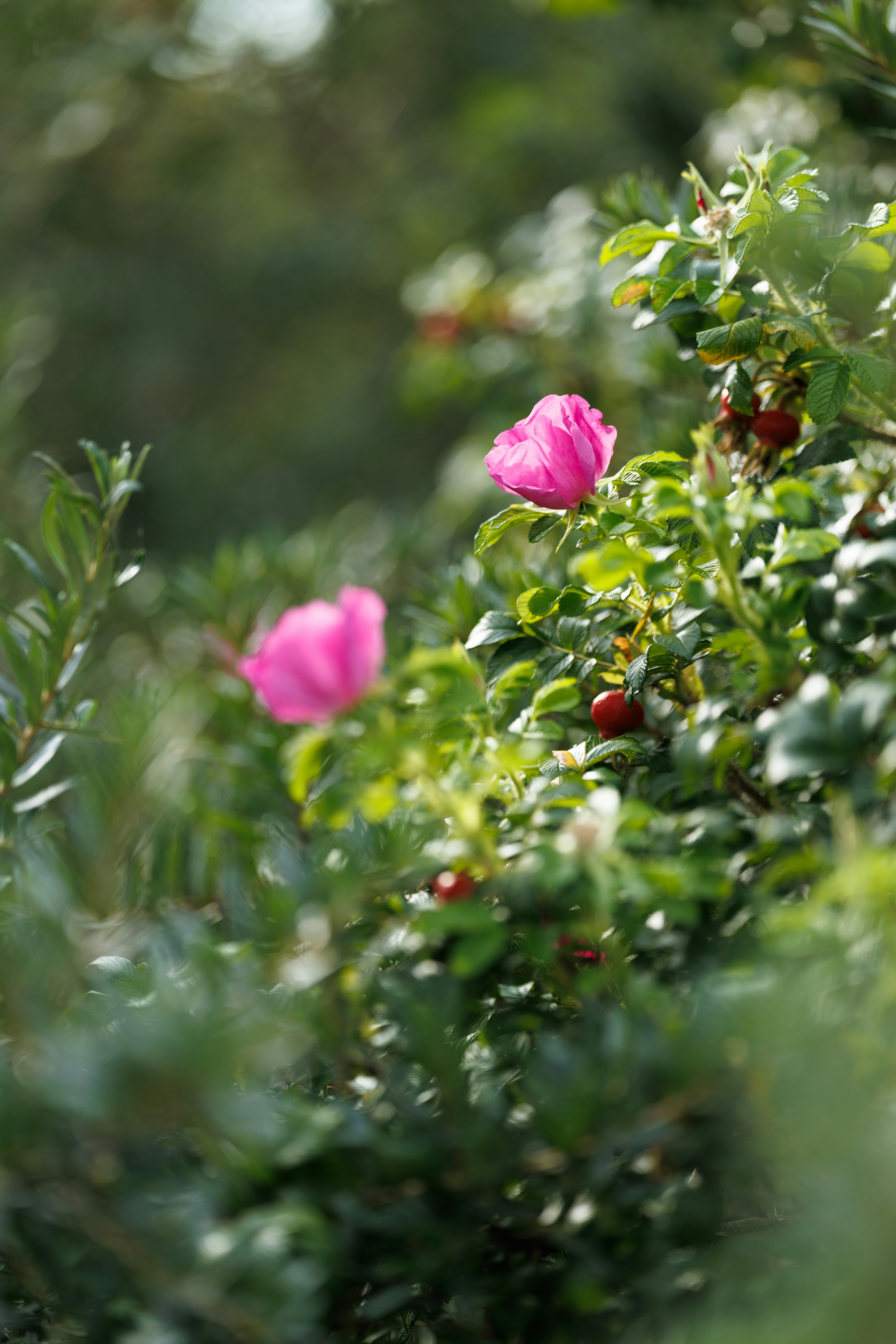 Pink Rosebud Among Greenery in Soft Focus Garden