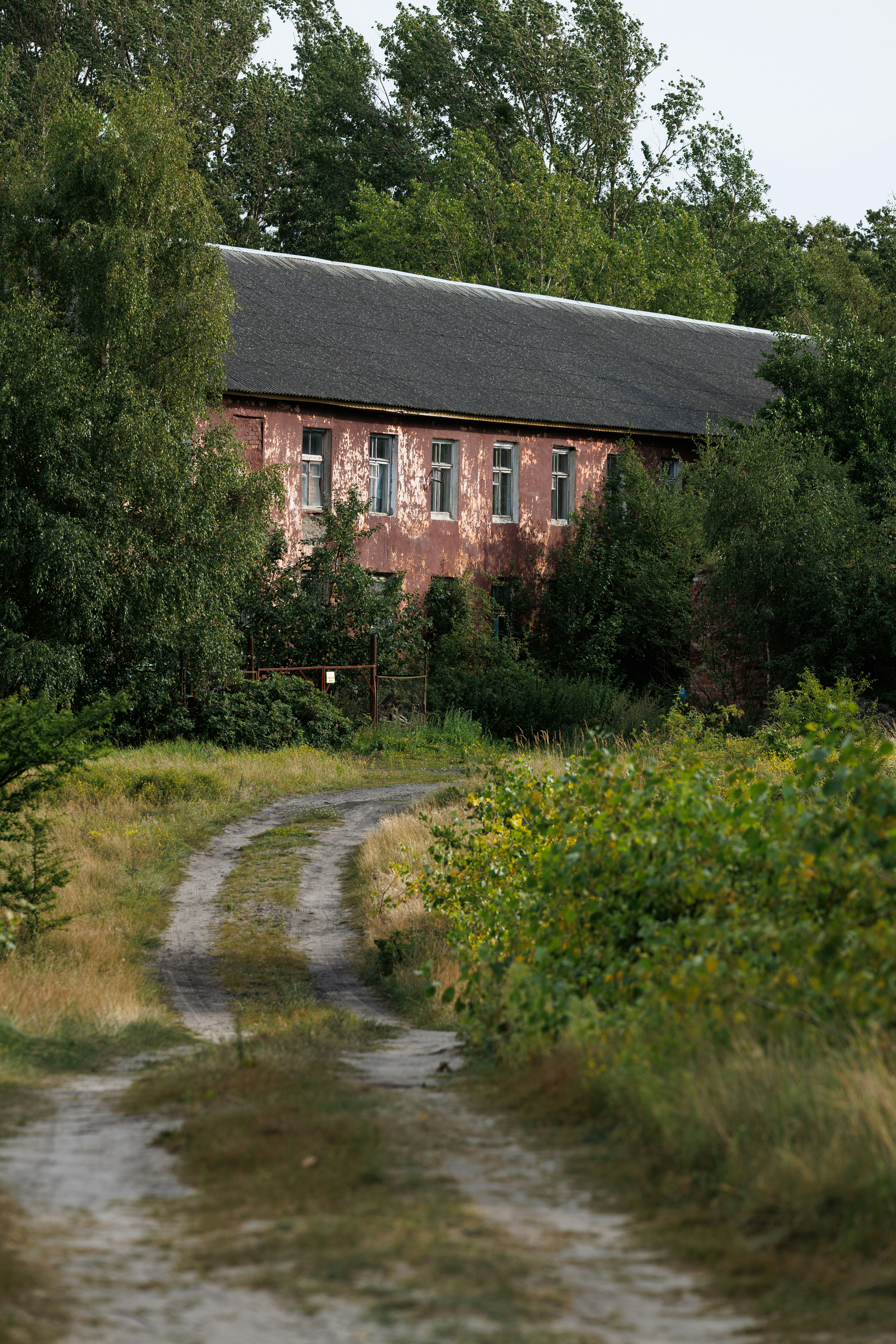 Abandoned brick factory framed by green embrace along a winding dirt path