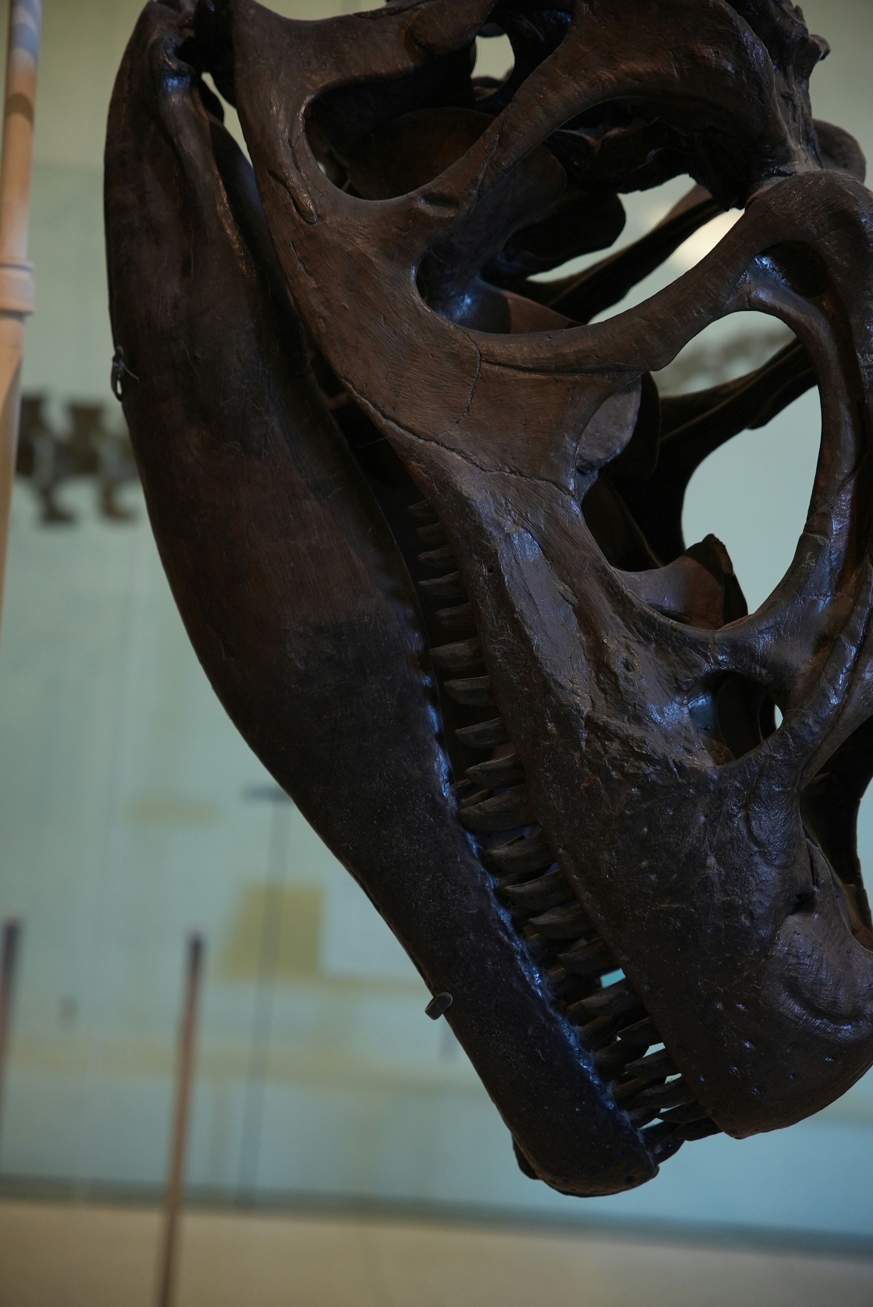 Dark Sinewy Form: An Ancient Fossil Sculpture Framed in Neon Gallery Lighting