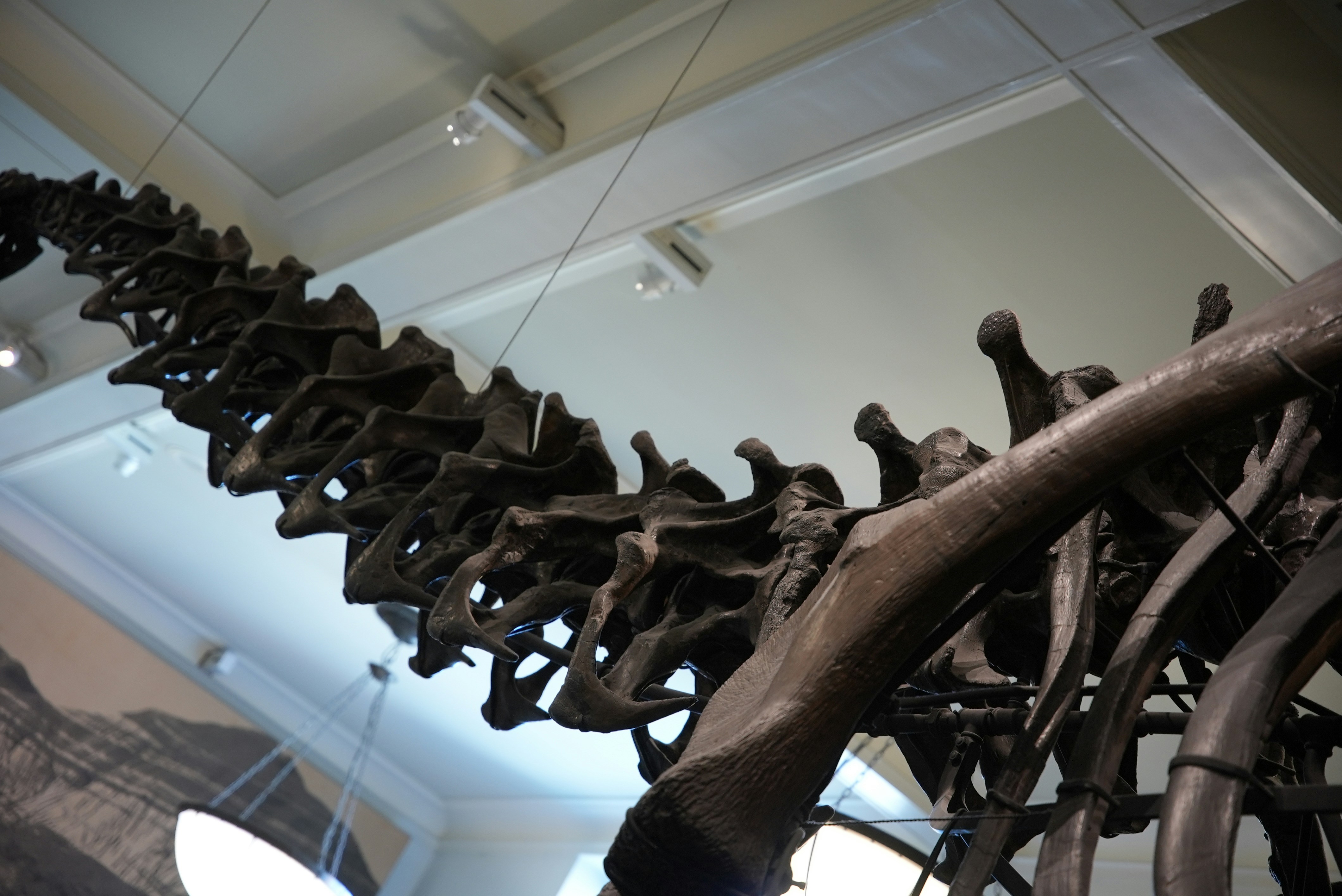 Dinosaurs in Tilted Light: A Framing of Ancient Giants